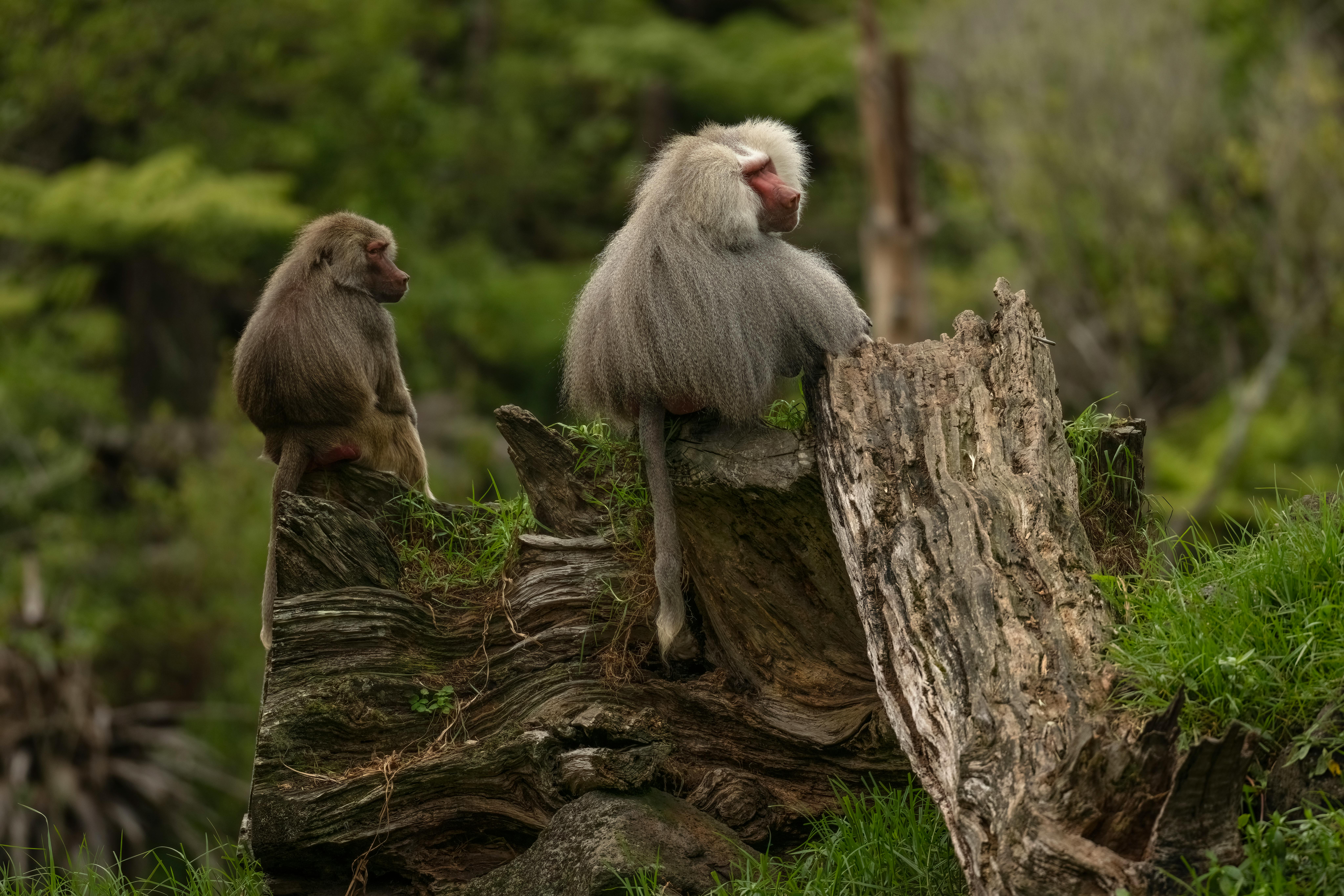 Hamadryas Baboons in Jungle · Free Stock Photo