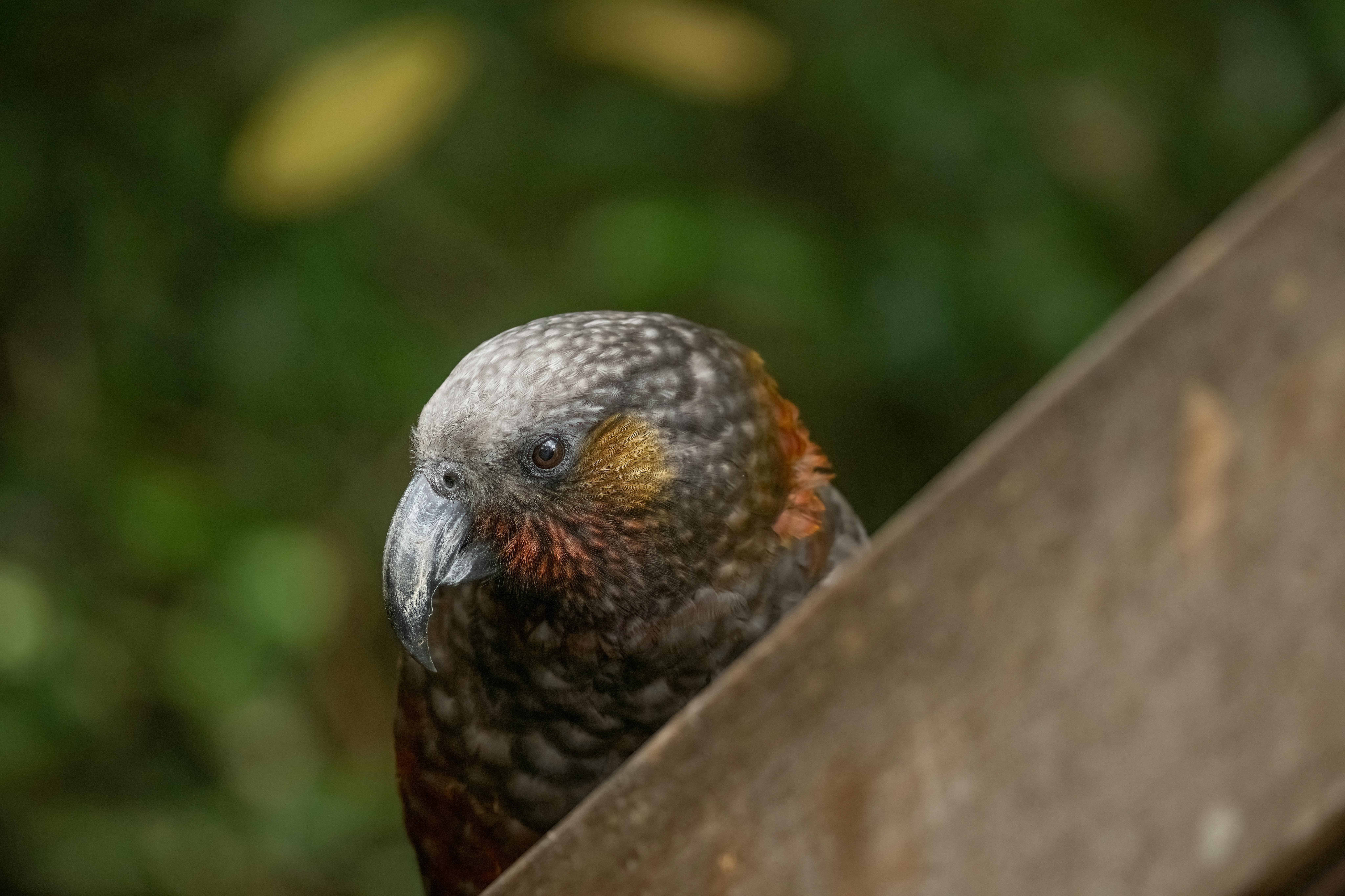 Bokep+Jepang+Ngewe+Kaka Photos, Download The BEST Free Bokep+Jepang+Ngewe+Kaka Stock Photos & HD ...