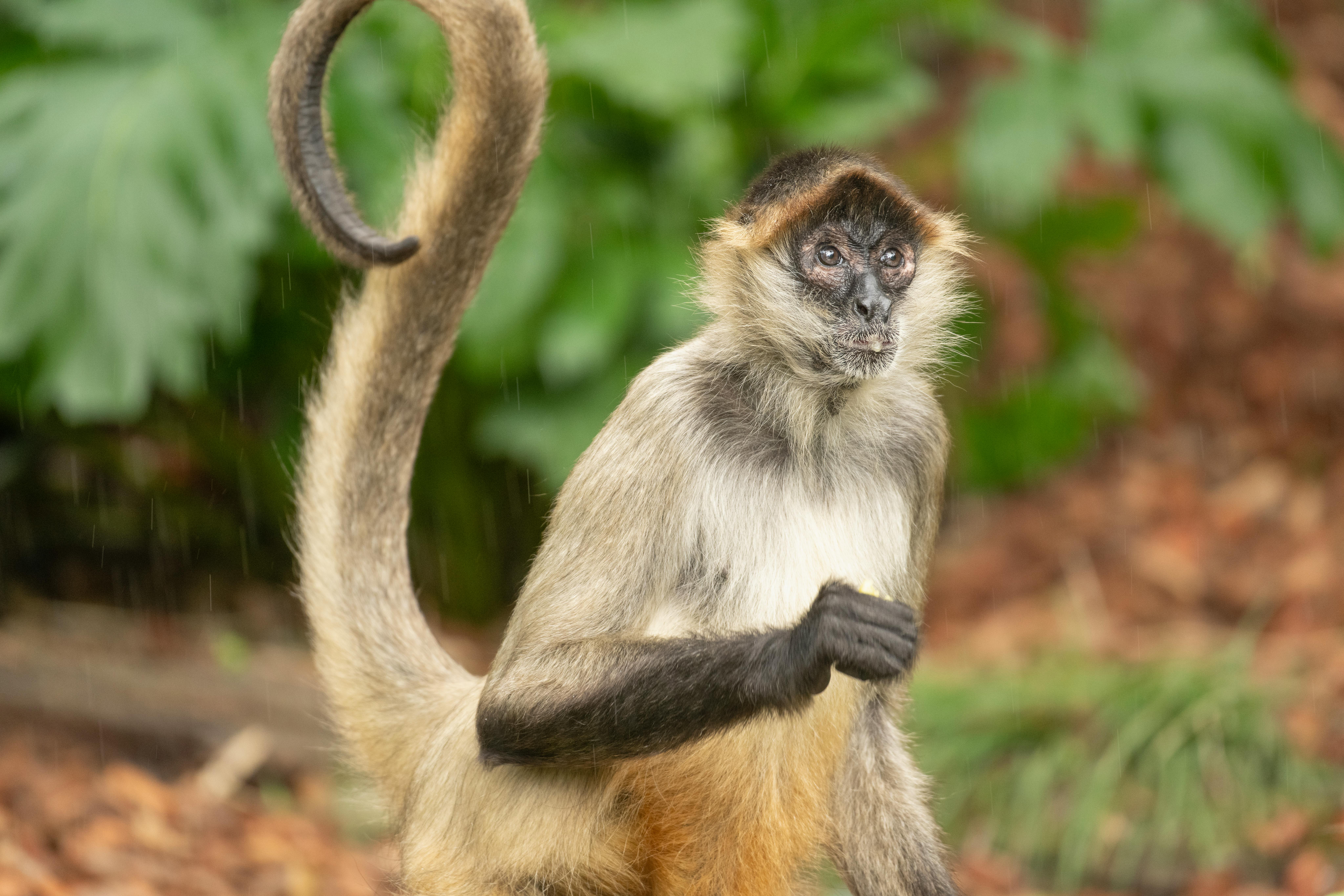 A monkey with long tail and long legs standing on its hind legs · Free ...