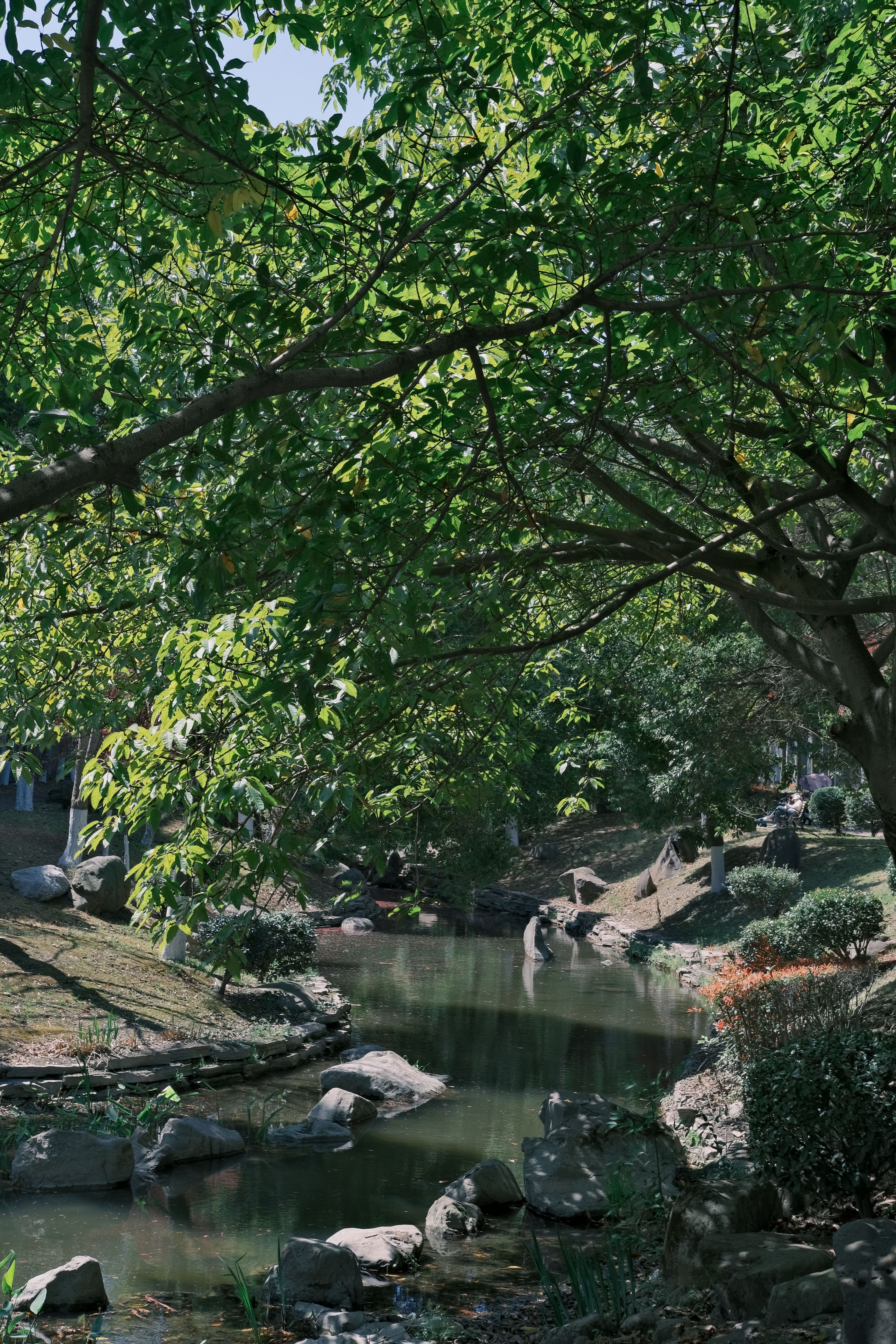 Trees over River in Park · Free Stock Photo