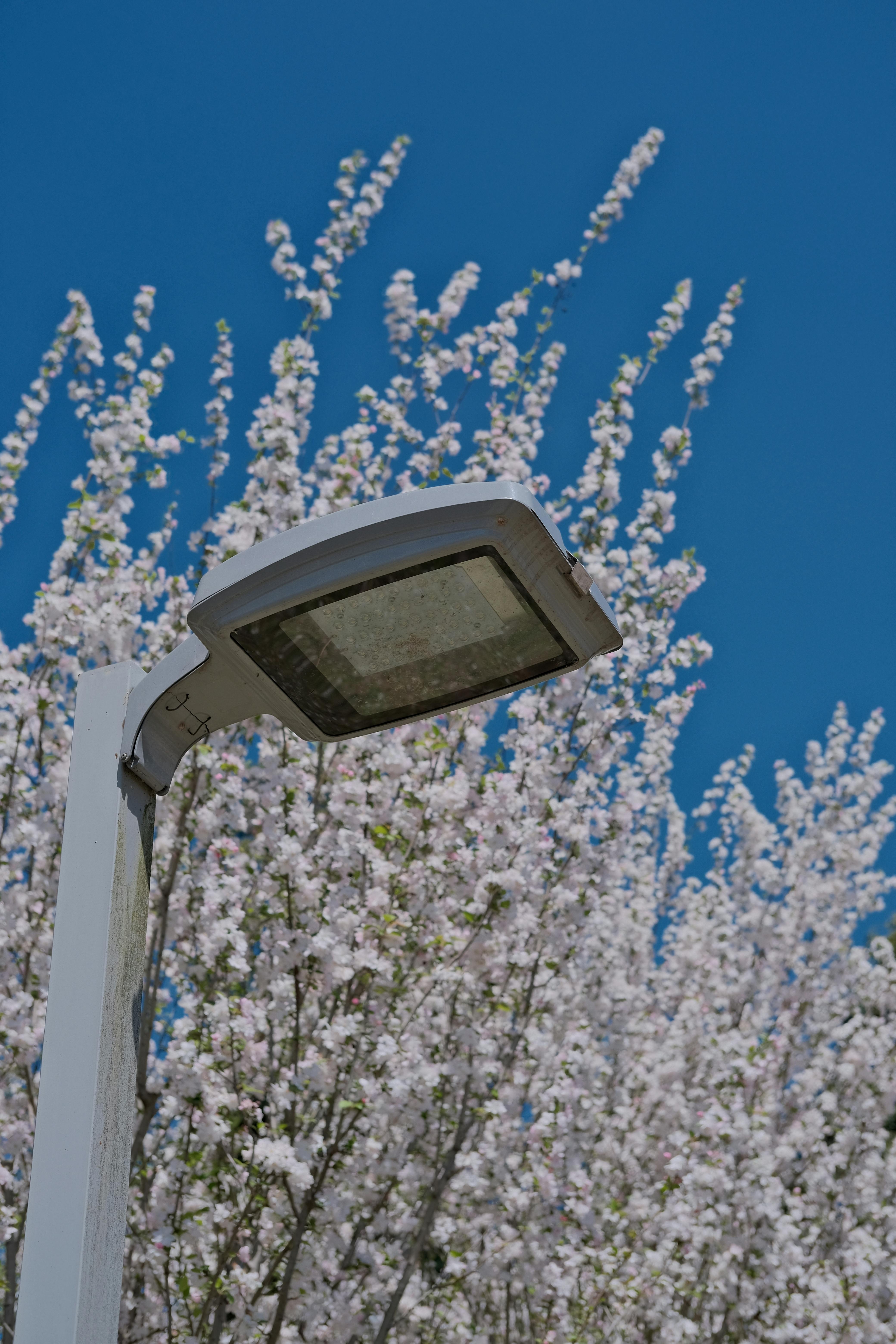 Street Lamp and White Cherry Blossoms behind · Free Stock Photo
