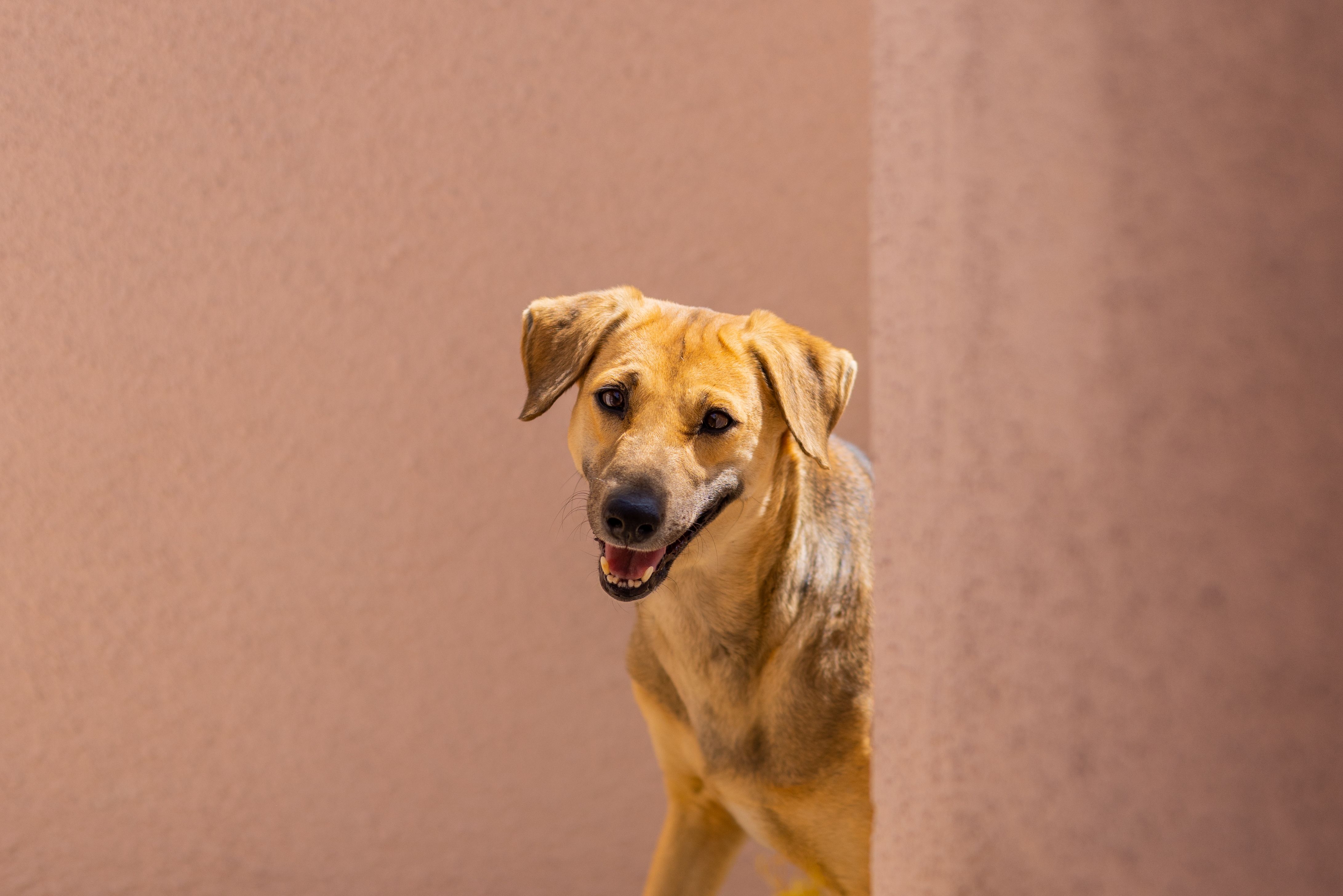 dog · Free Stock Photo