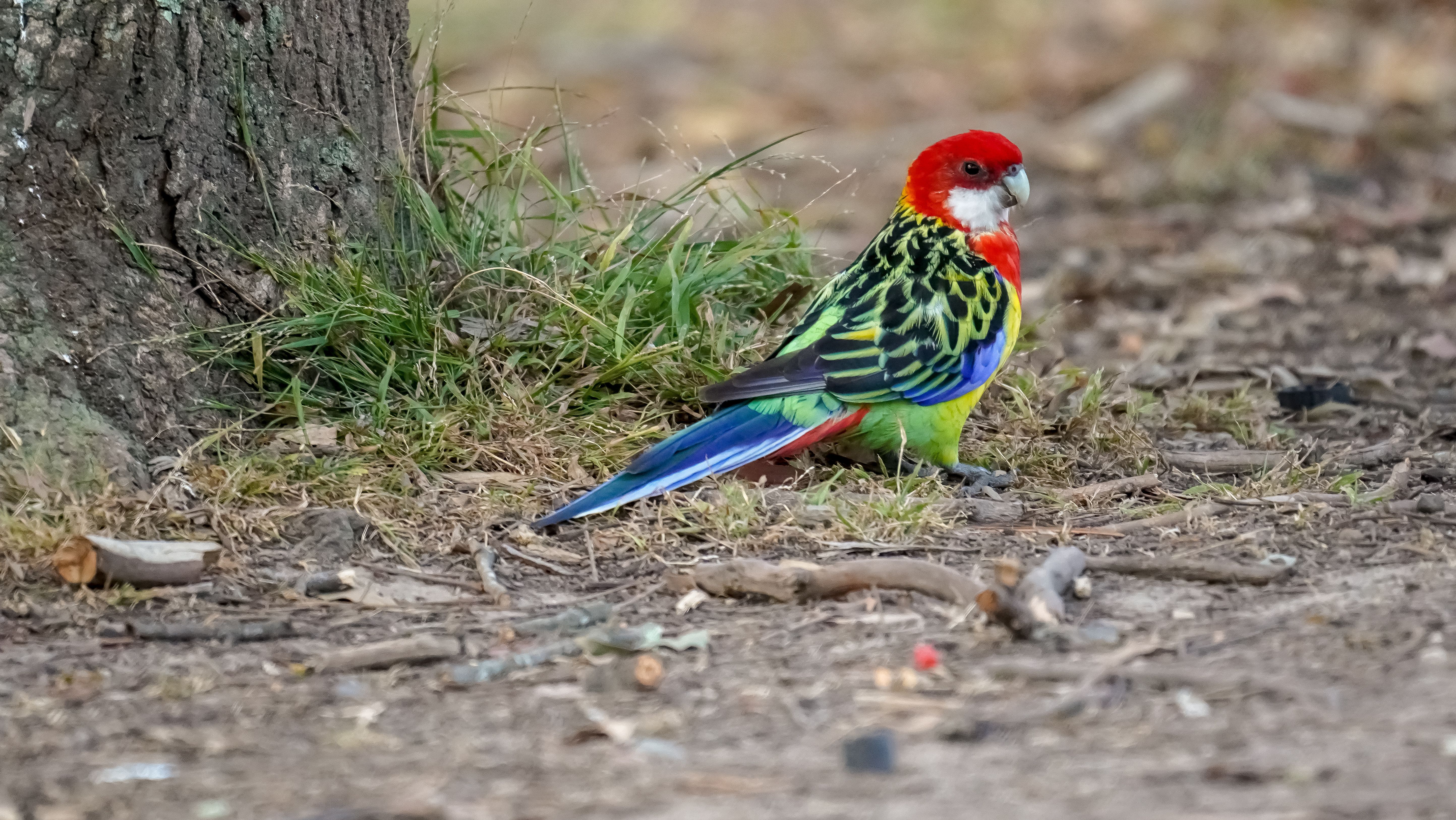 Eastern Rosella Parrot · Free Stock Photo