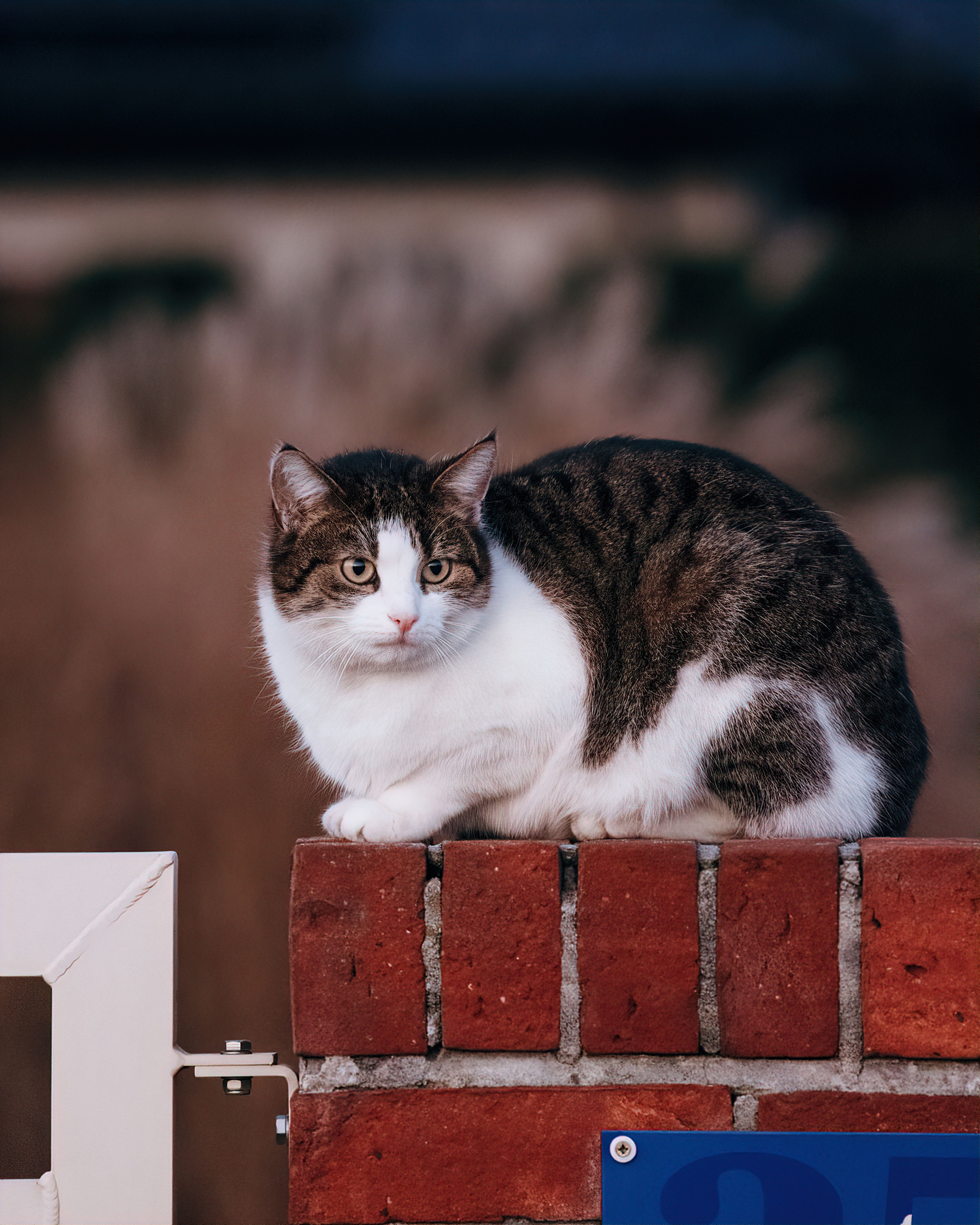 A cat sitting on top of a brick wall · Free Stock Photo