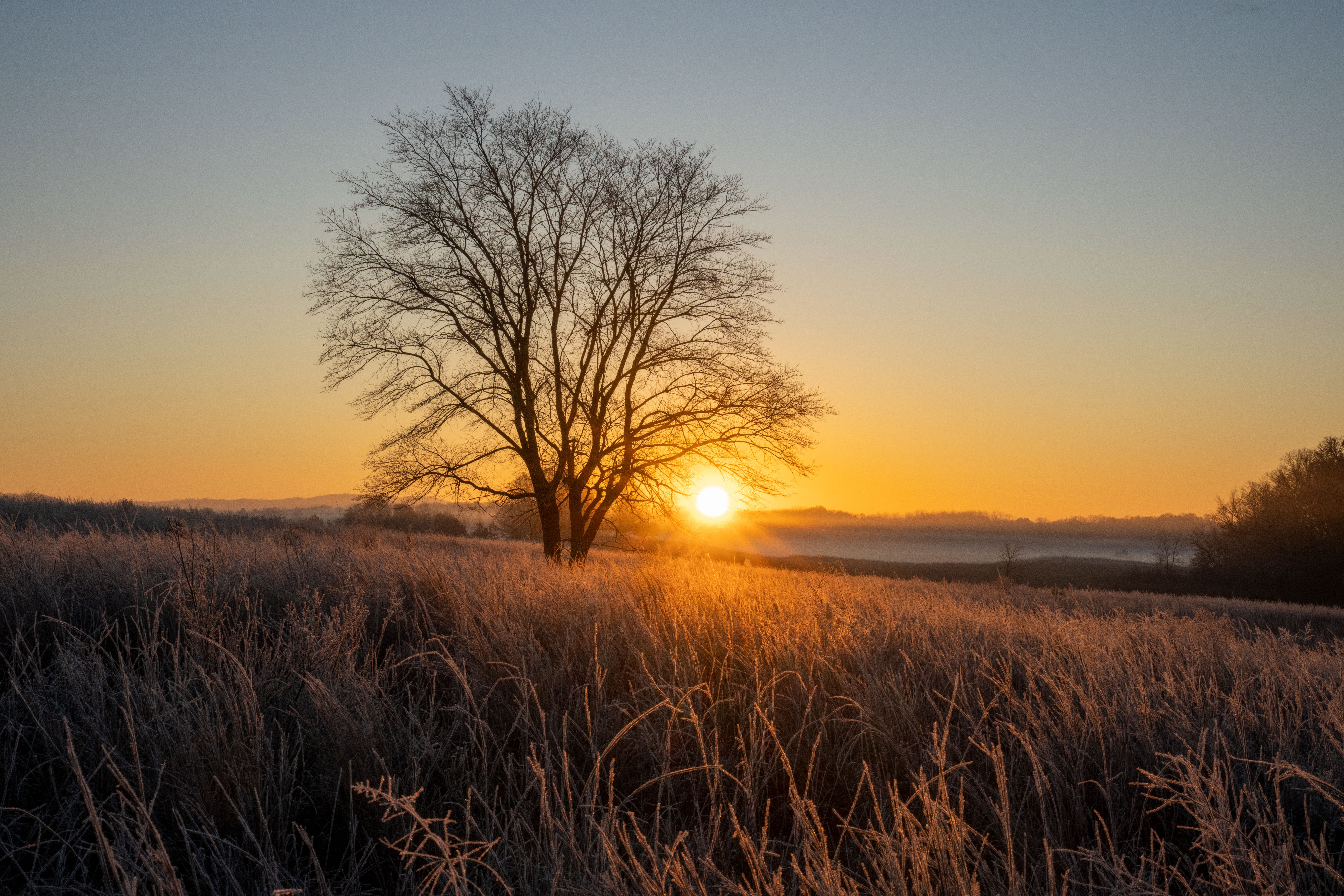 Silhouette of a Lonely Tree During Sunset · Free Stock Photo