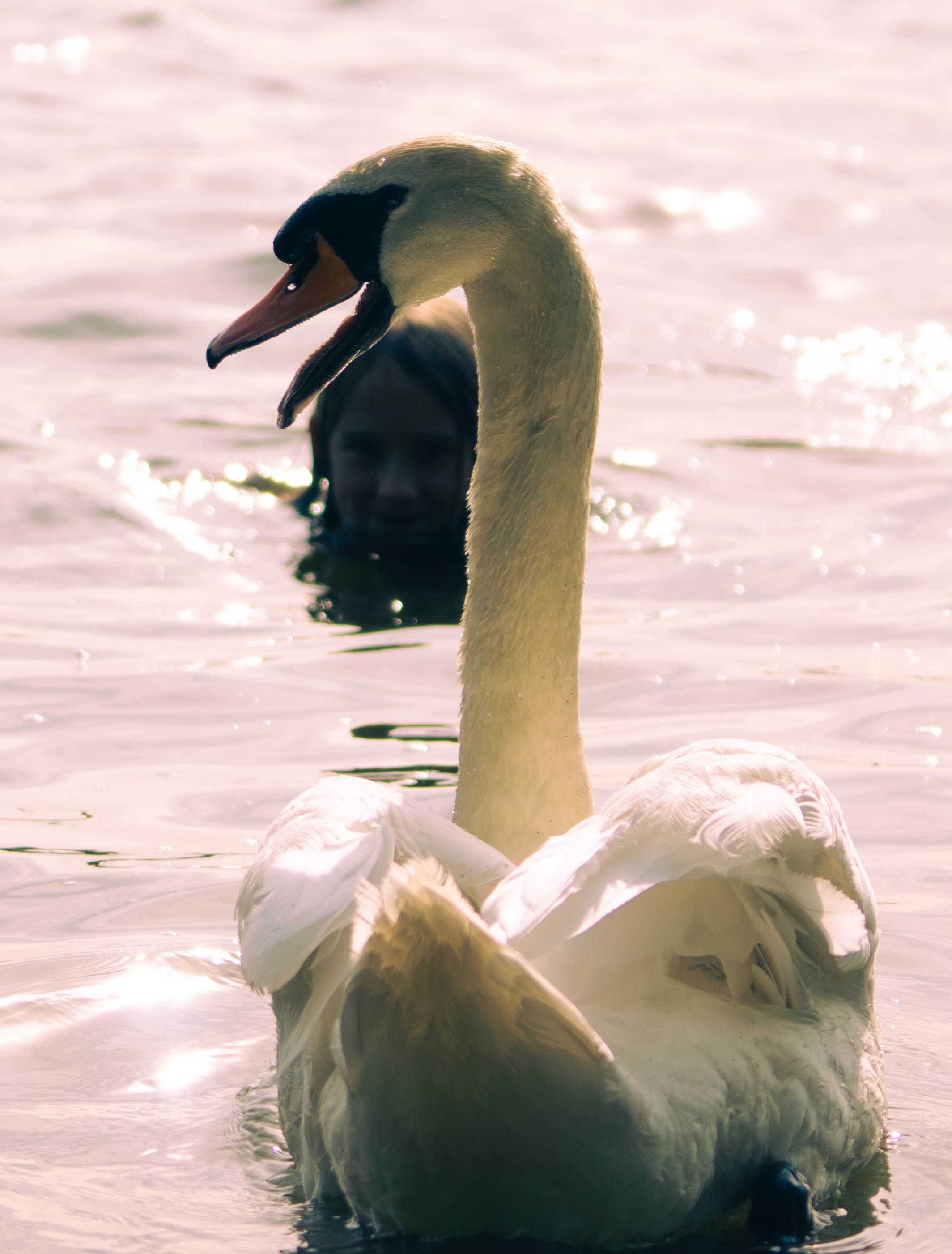 Reflection of Swan on Body of Water · Free Stock Photo