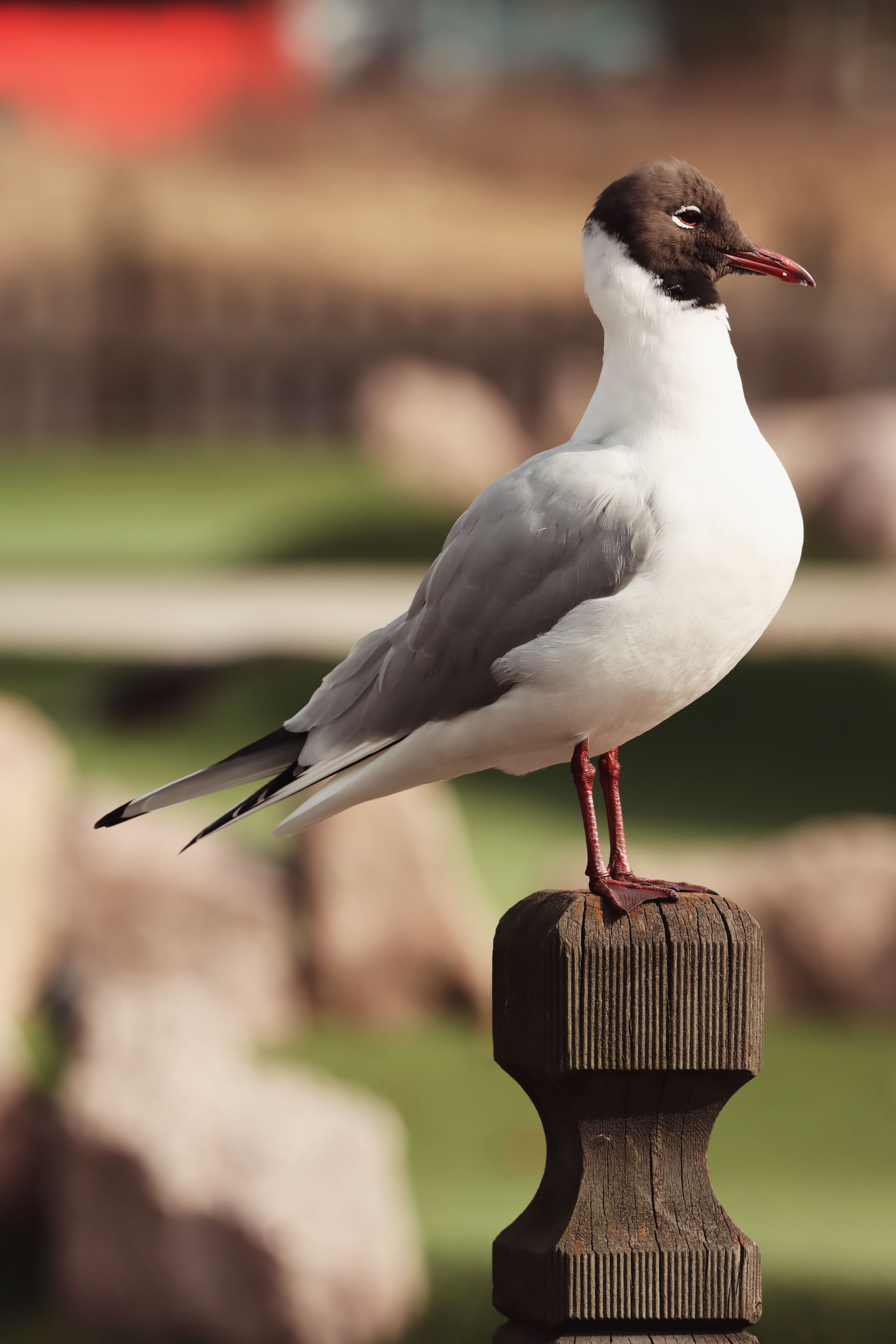 seagull · Free Stock Photo