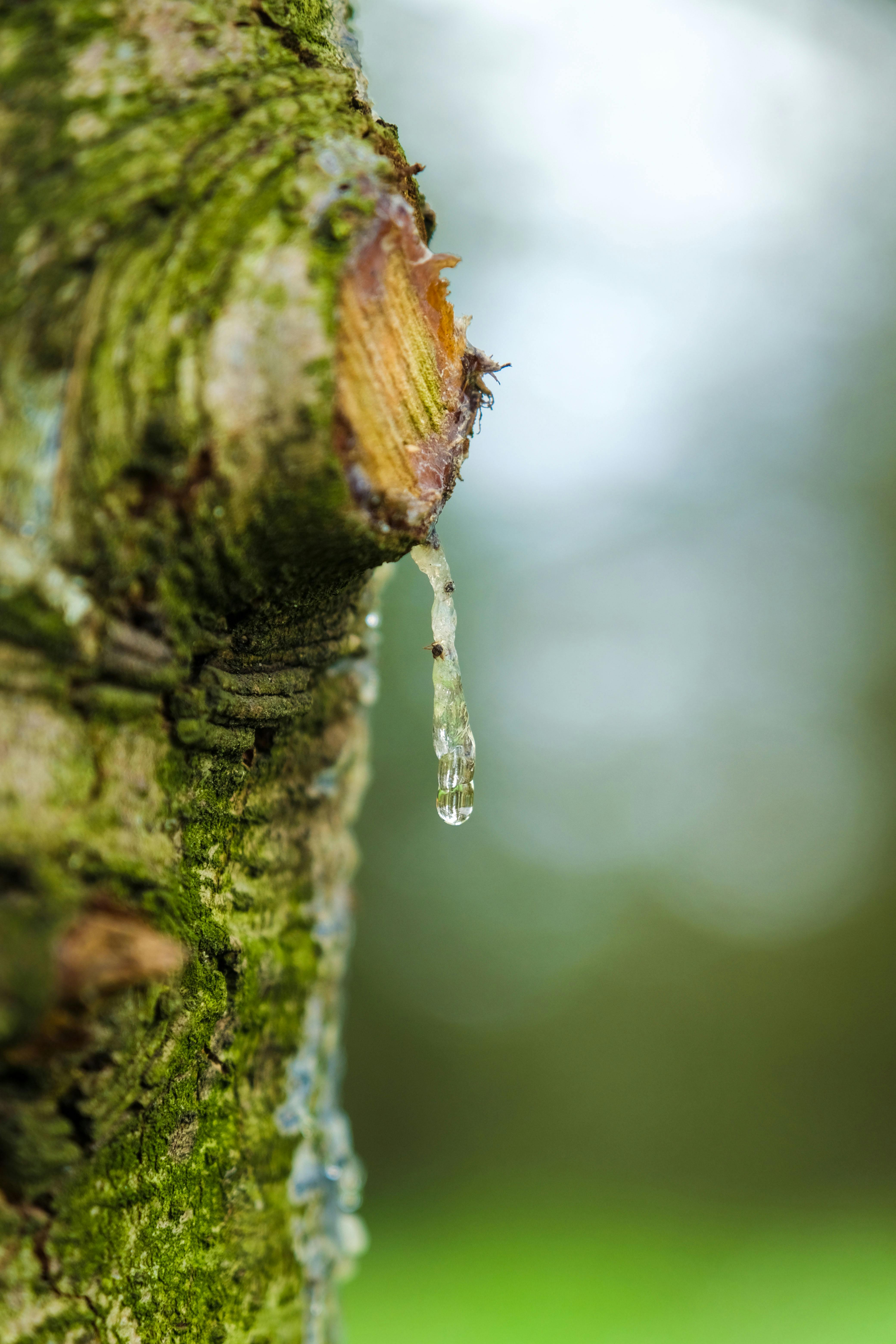 Close-up of Tree Sap Dripping from Bark · Free Stock Photo