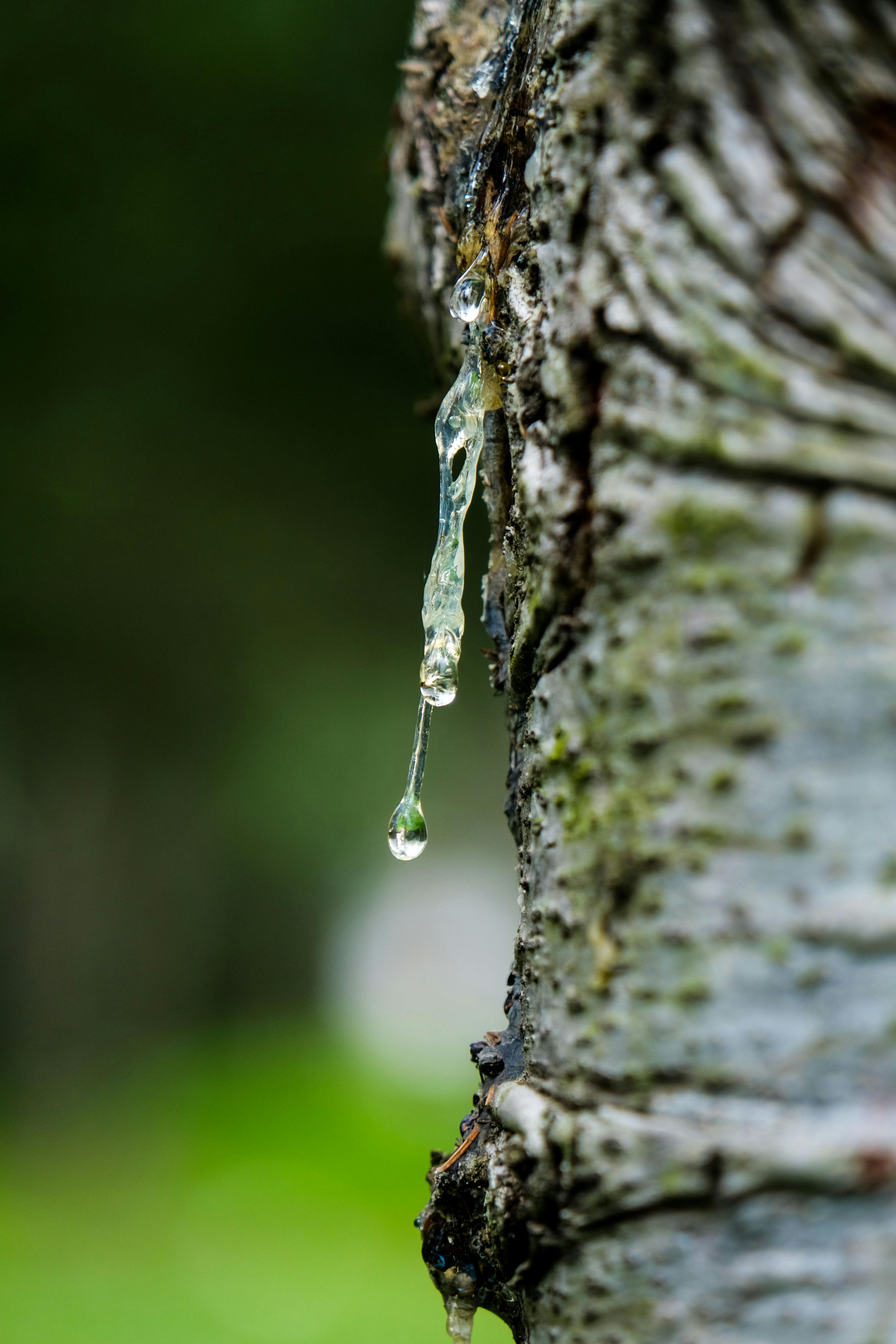 Close-up of Tree Sap Dripping from Bark · Free Stock Photo