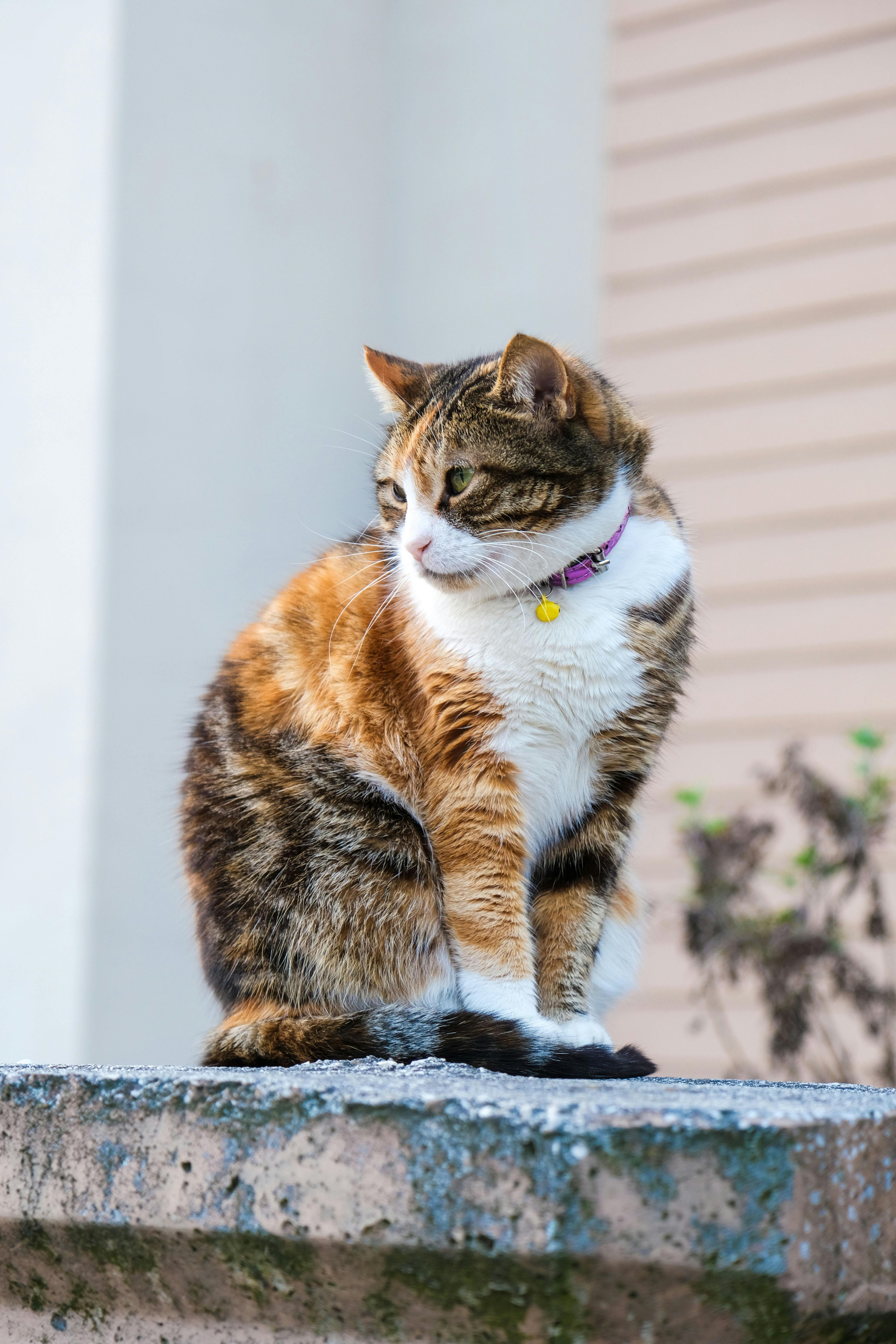 Tri-Color Cat in a Purple Collar Sitting on a Wall · Free Stock Photo