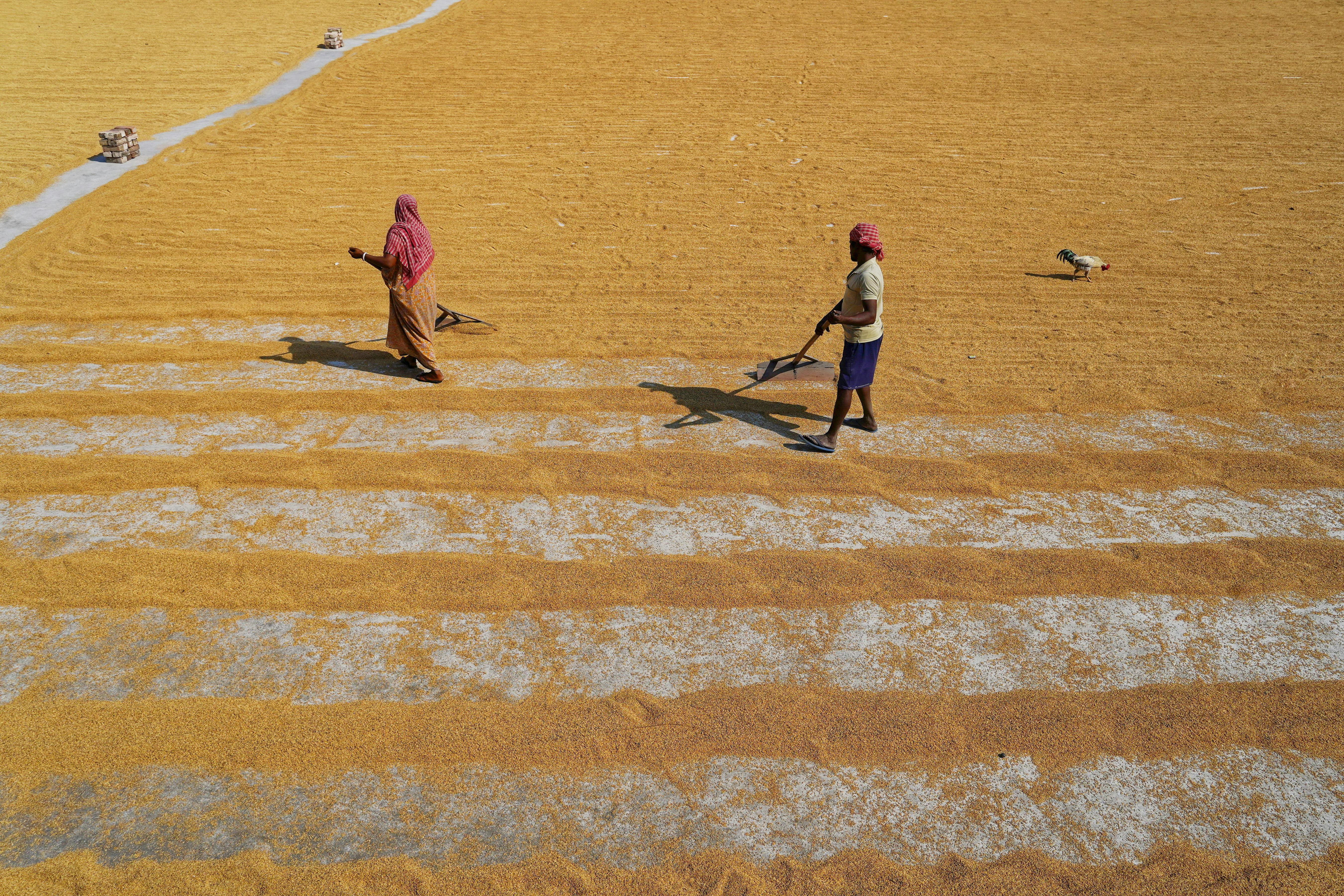 Farmers Raking Rice into Piles · Free Stock Photo