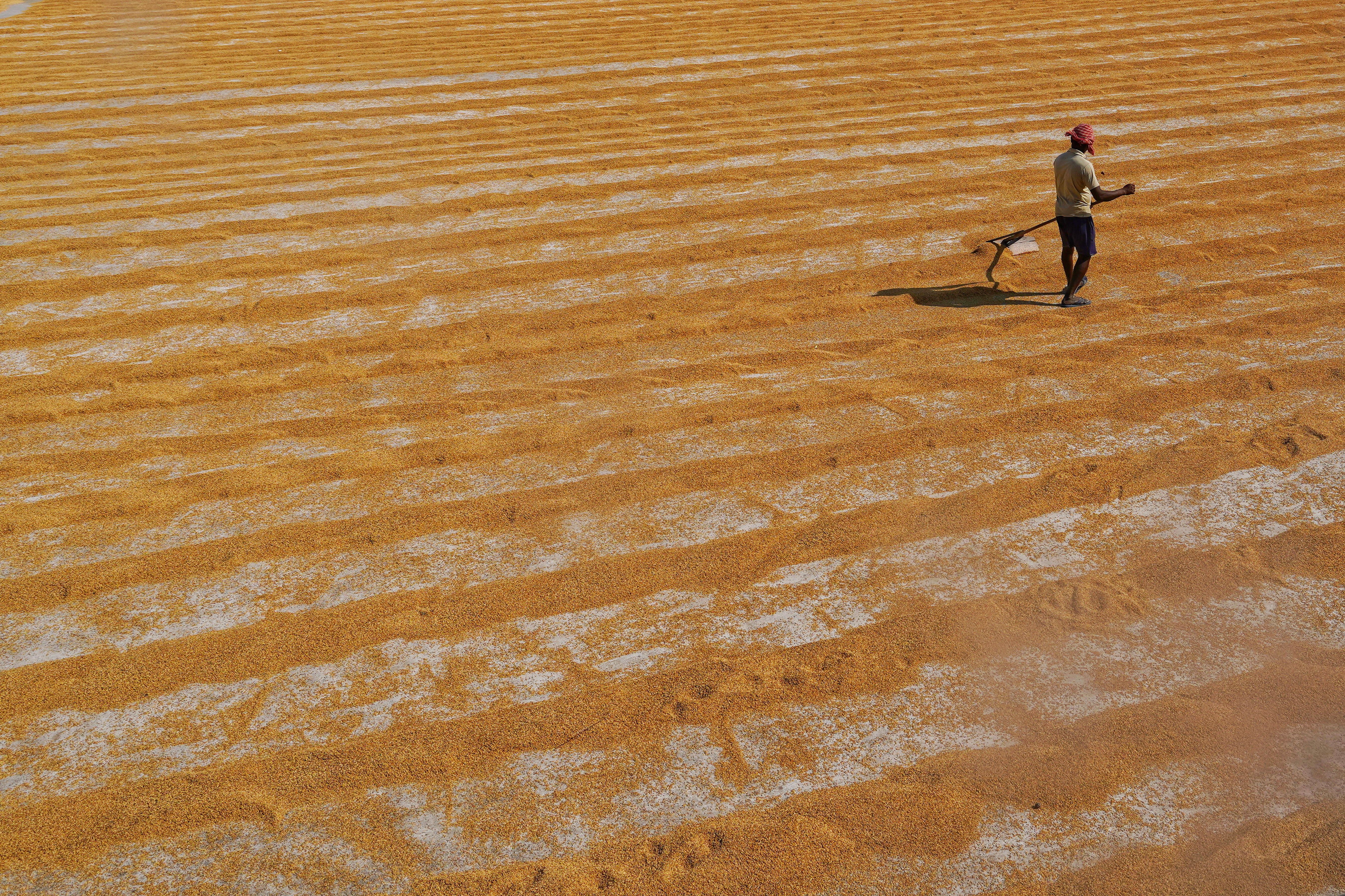 Farmer Shoveling Drying Rice · Free Stock Photo