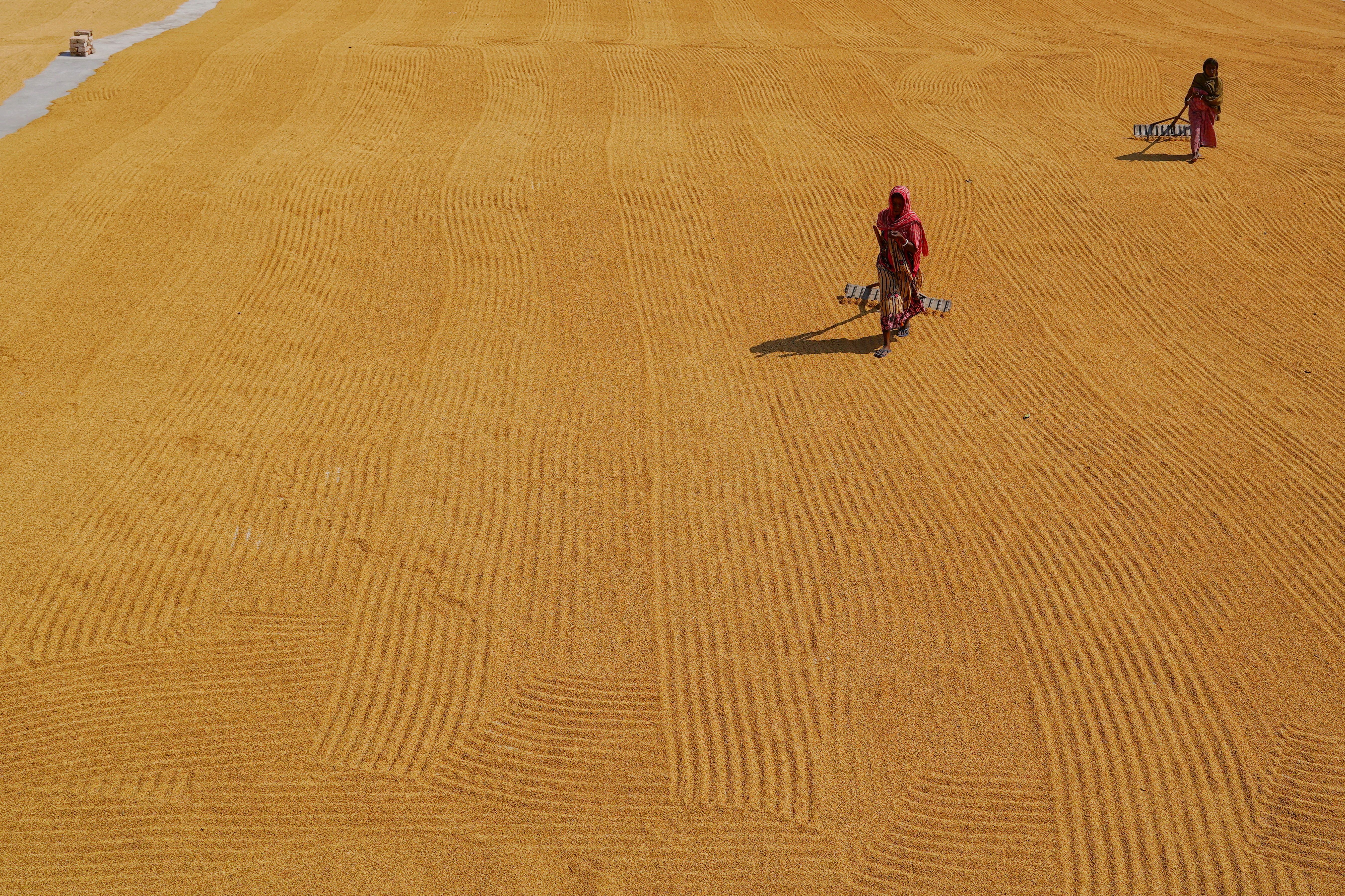 Farmers Mixing Rice on Drying Yard · Free Stock Photo