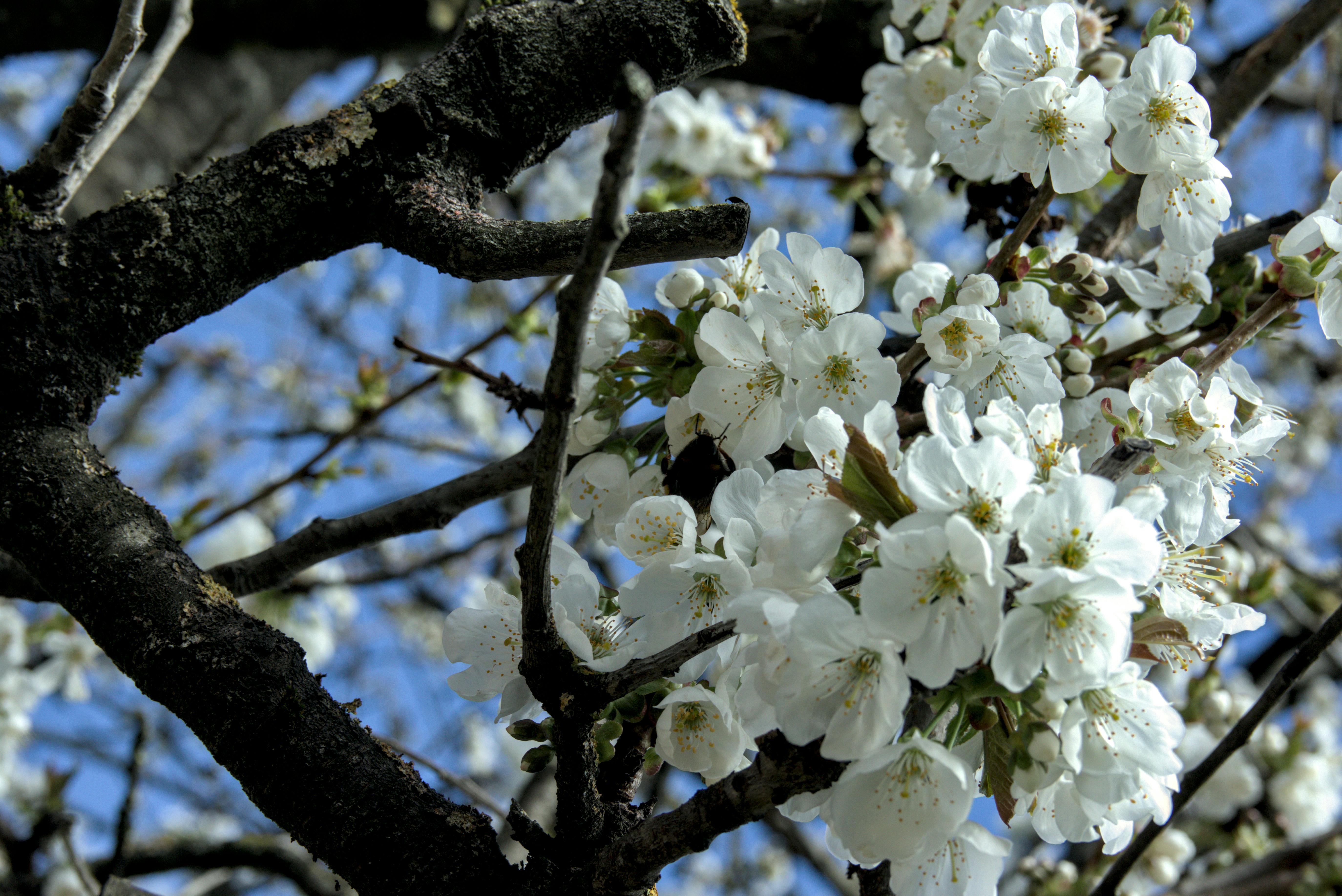 Close-up of Sweet Cherry Blossom · Free Stock Photo