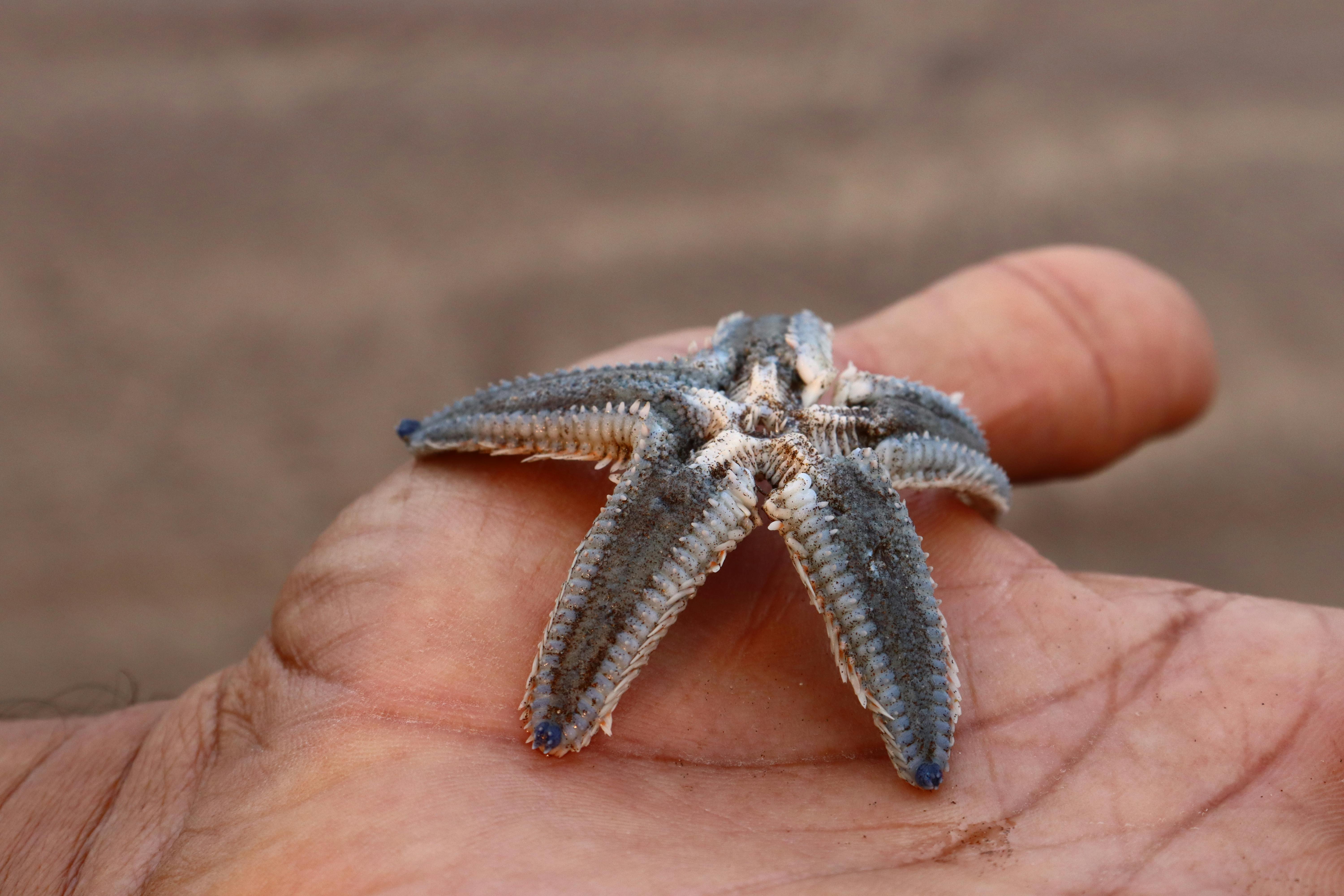 Person Holding White Starfish on Hand · Free Stock Photo