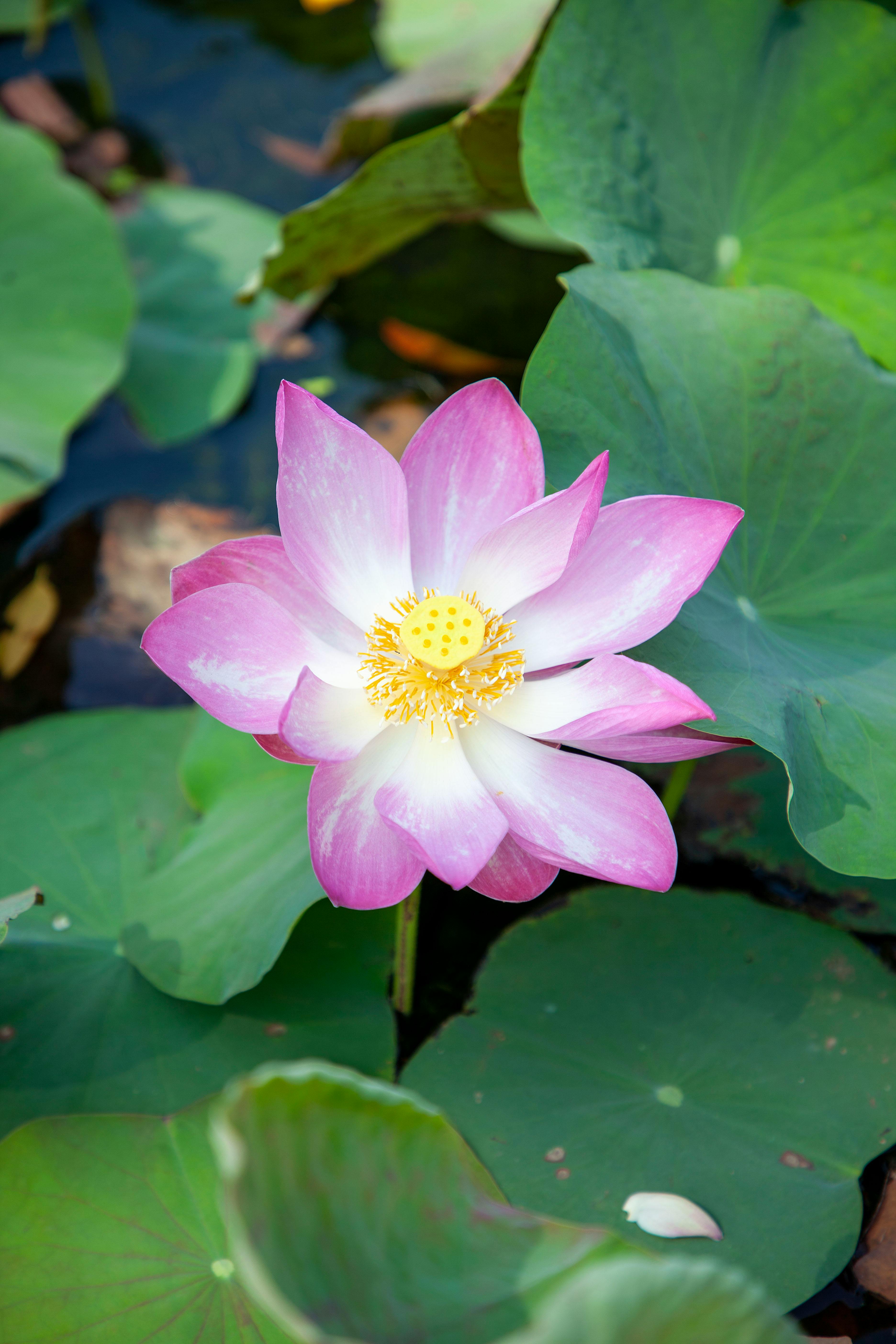 Meditation Pool Photos, Download The BEST Free Meditation Pool Stock ...