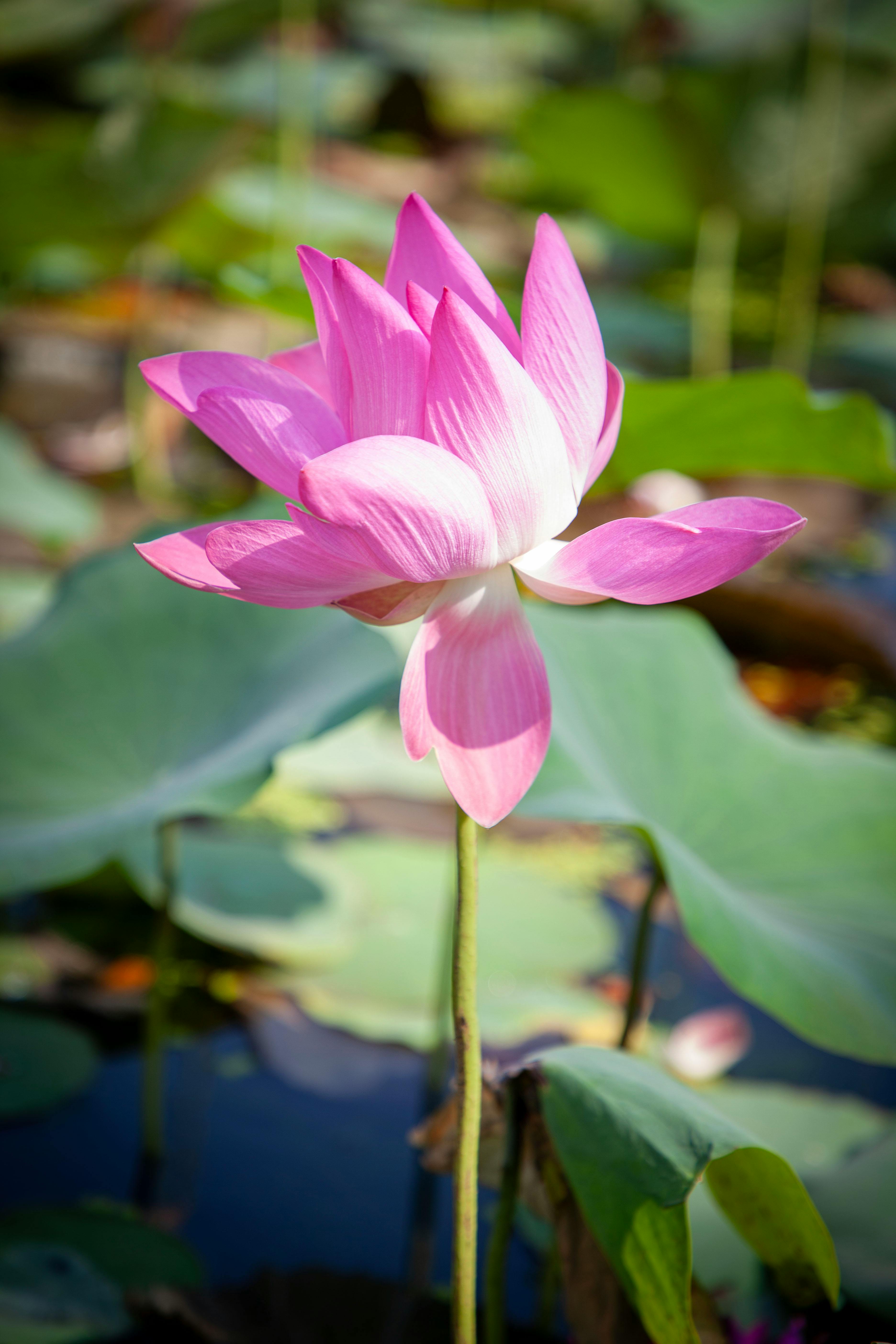 Gorgeous Lotos Flower · Free Stock Photo