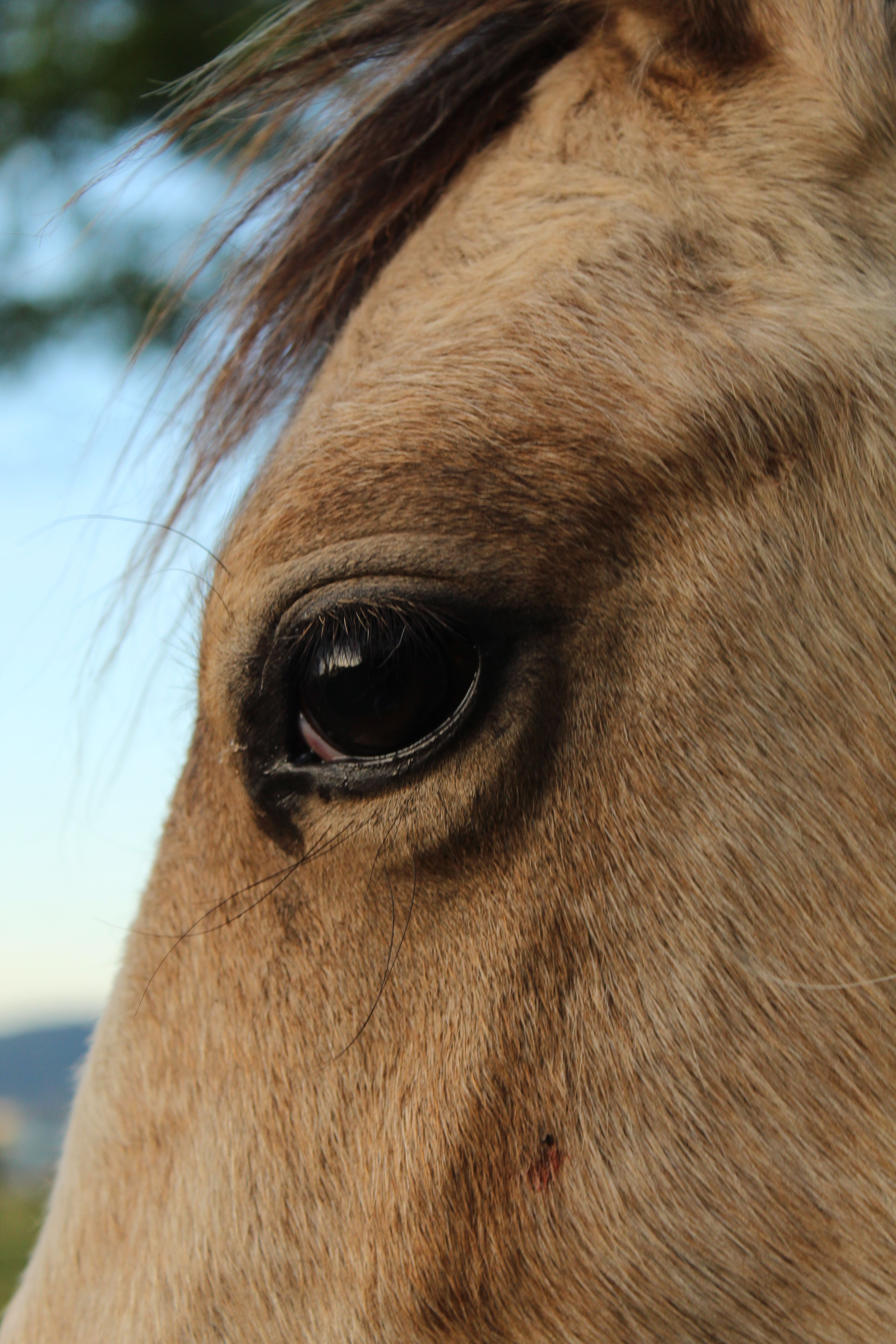 Horse Eye and Head · Free Stock Photo
