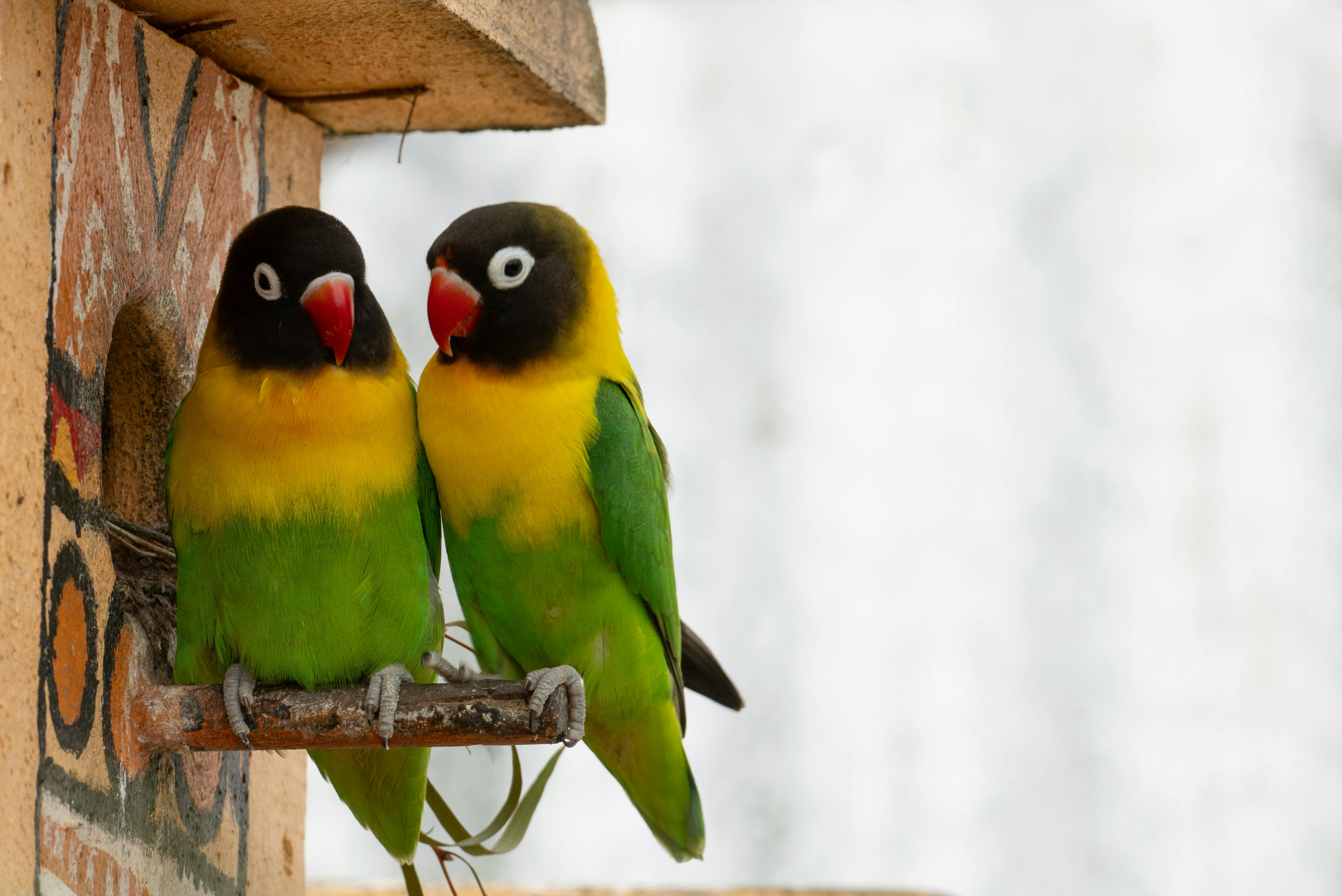 Two birds on a perch · Free Stock Photo