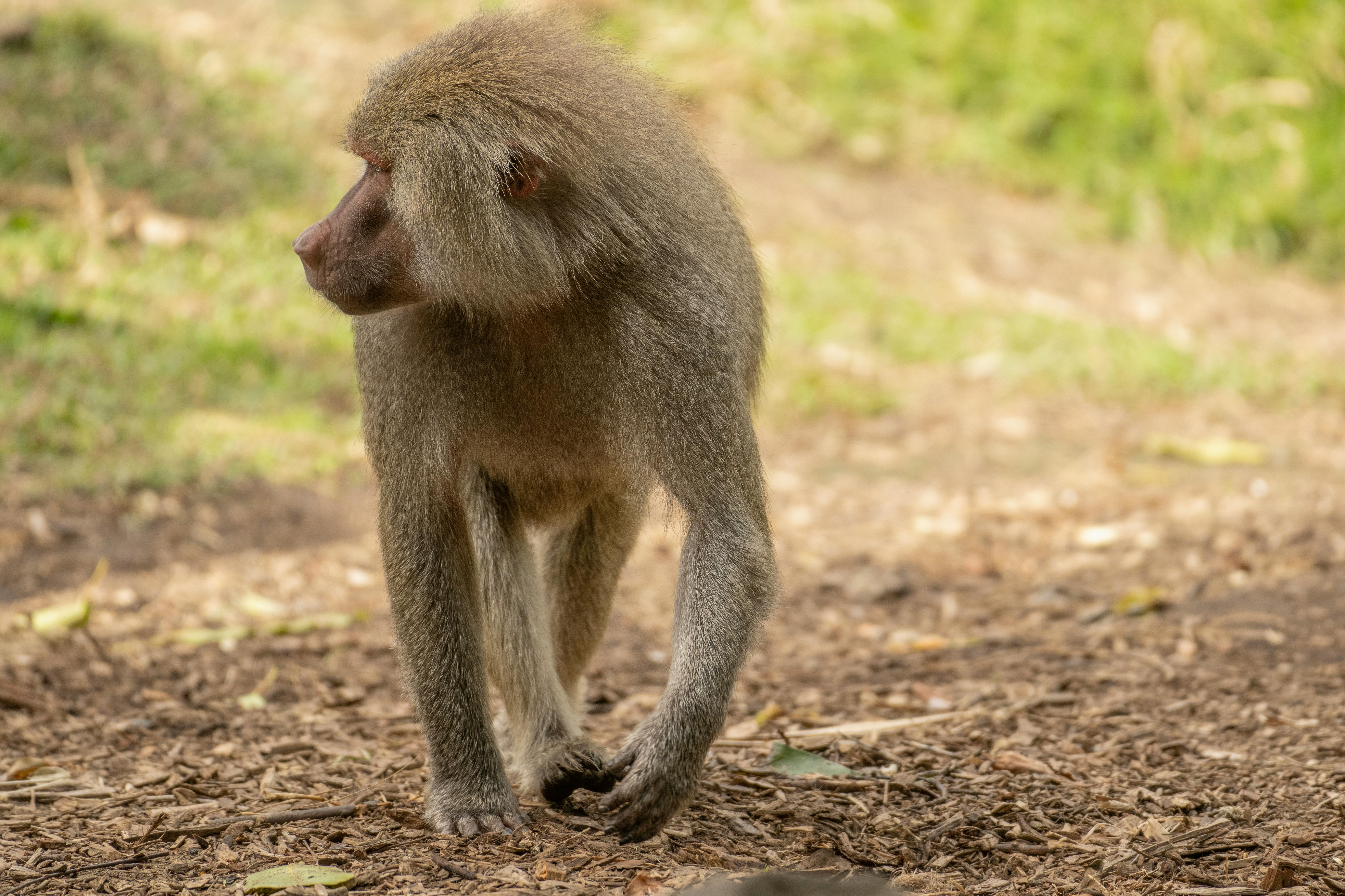 A baboon walking on the ground · Free Stock Photo