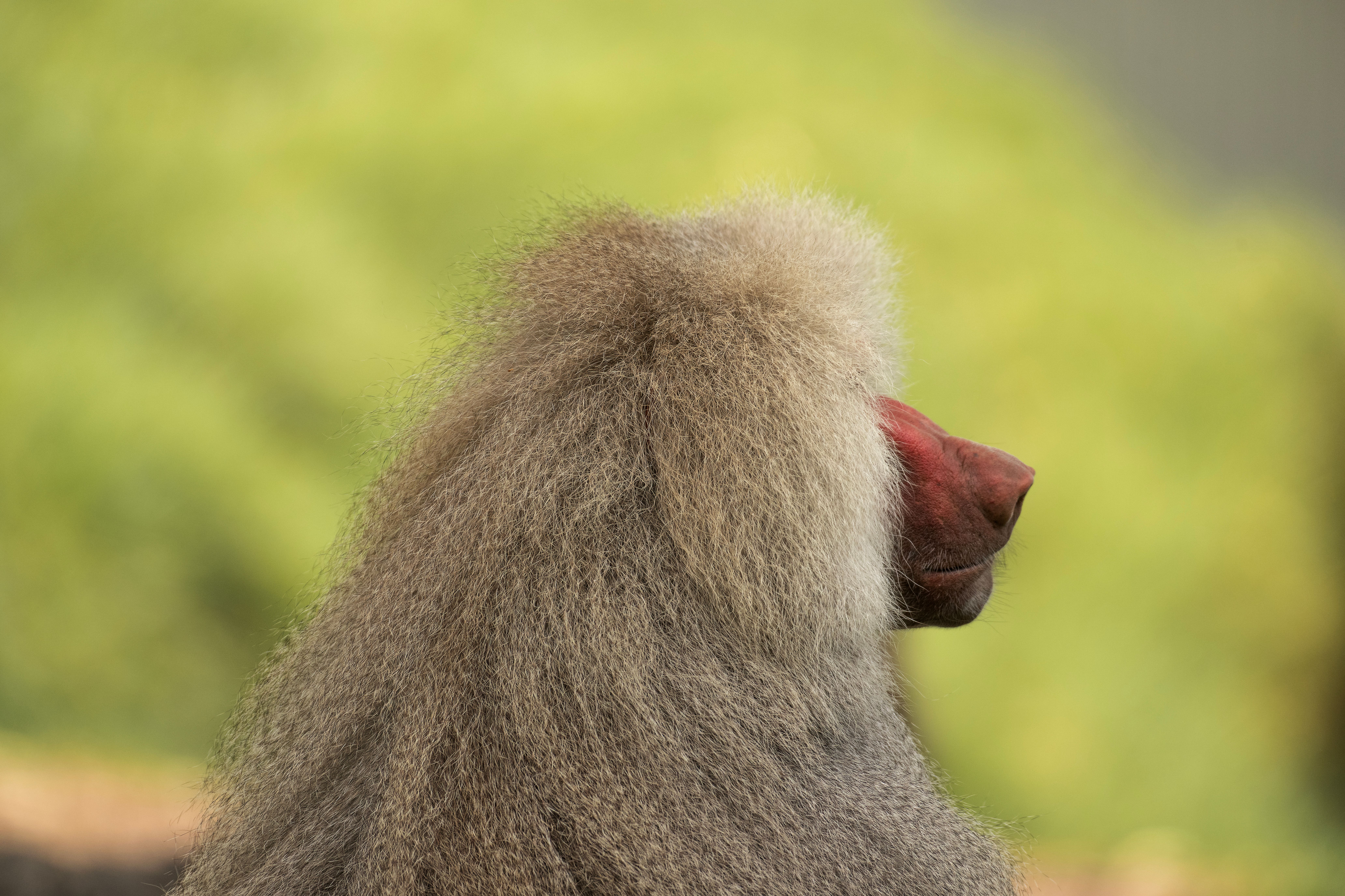 Back View of Baboon · Free Stock Photo