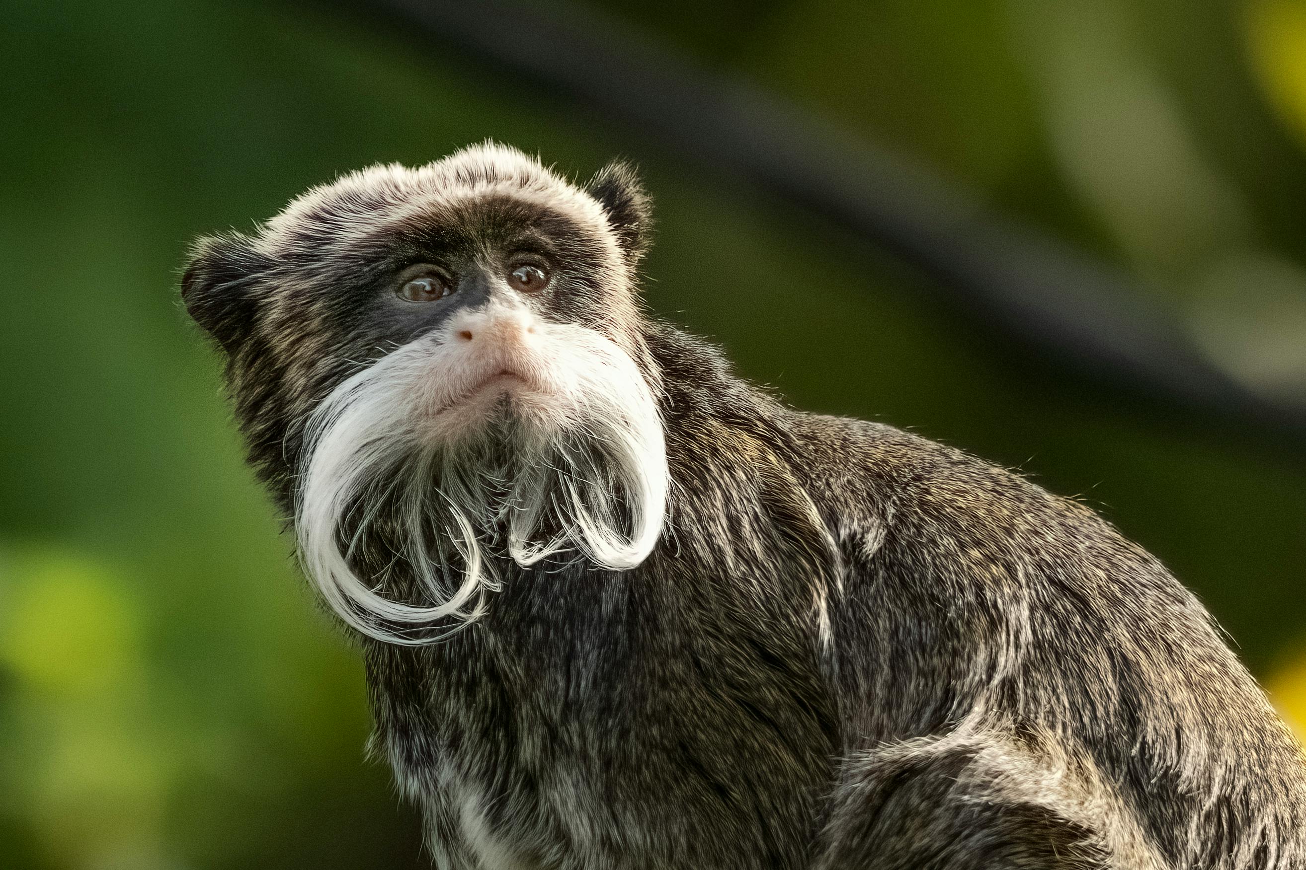 Focus Photo of Red-Handed Tamarin · Free Stock Photo