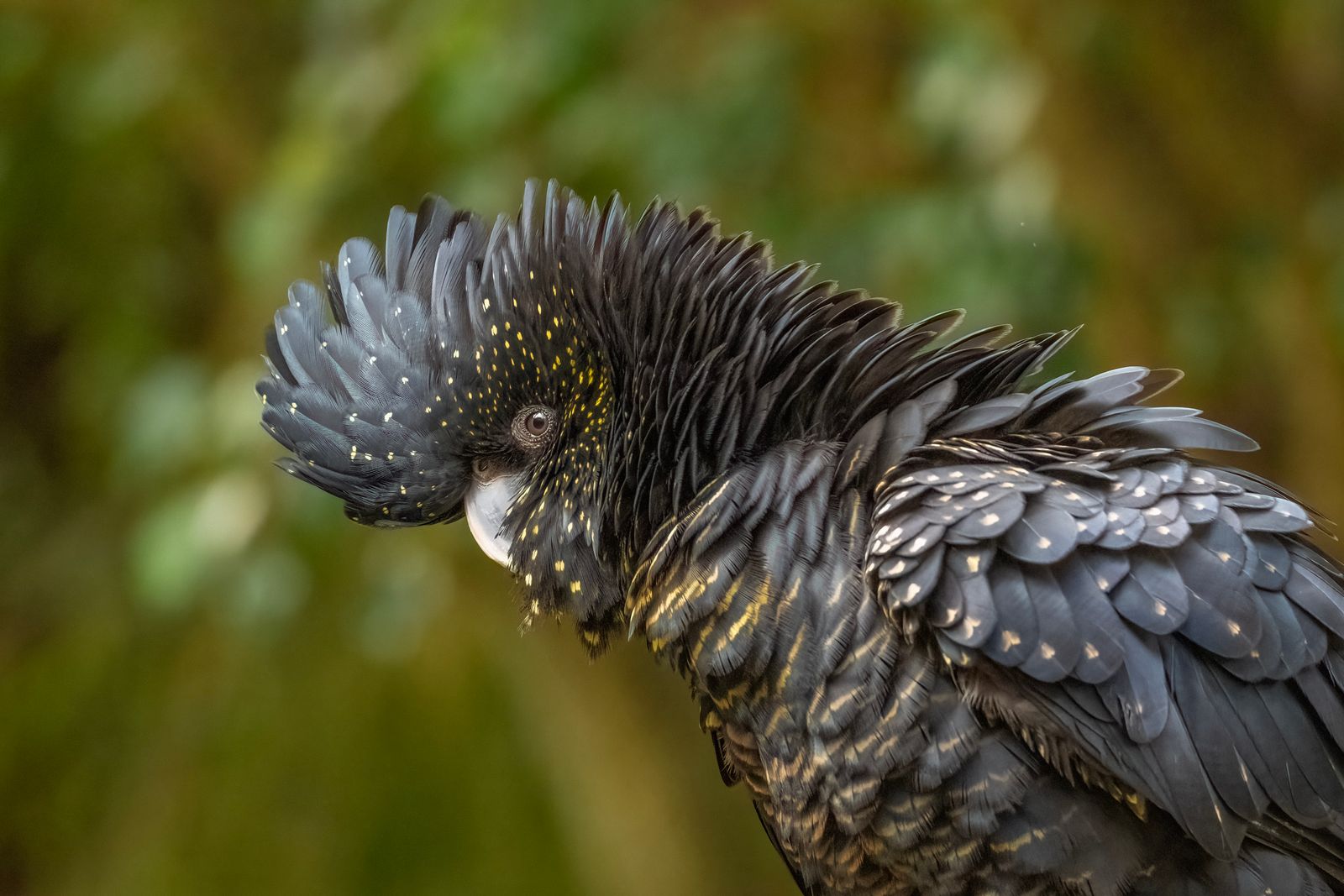 Cockatiel Photos, Download The BEST Free Cockatiel Stock Photos & HD Images