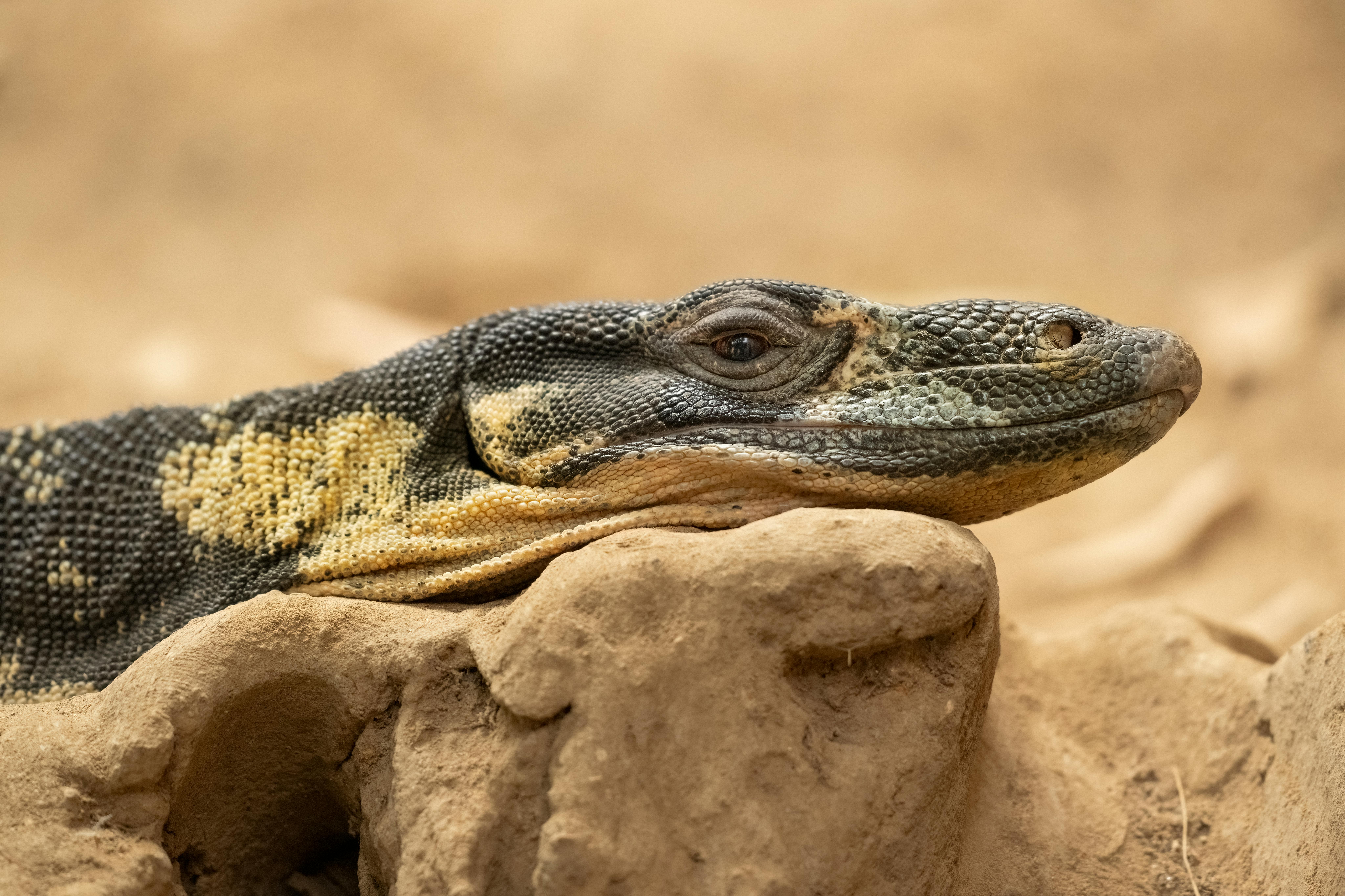 Varanus Species Photos, Download The BEST Free Varanus Species Stock ...