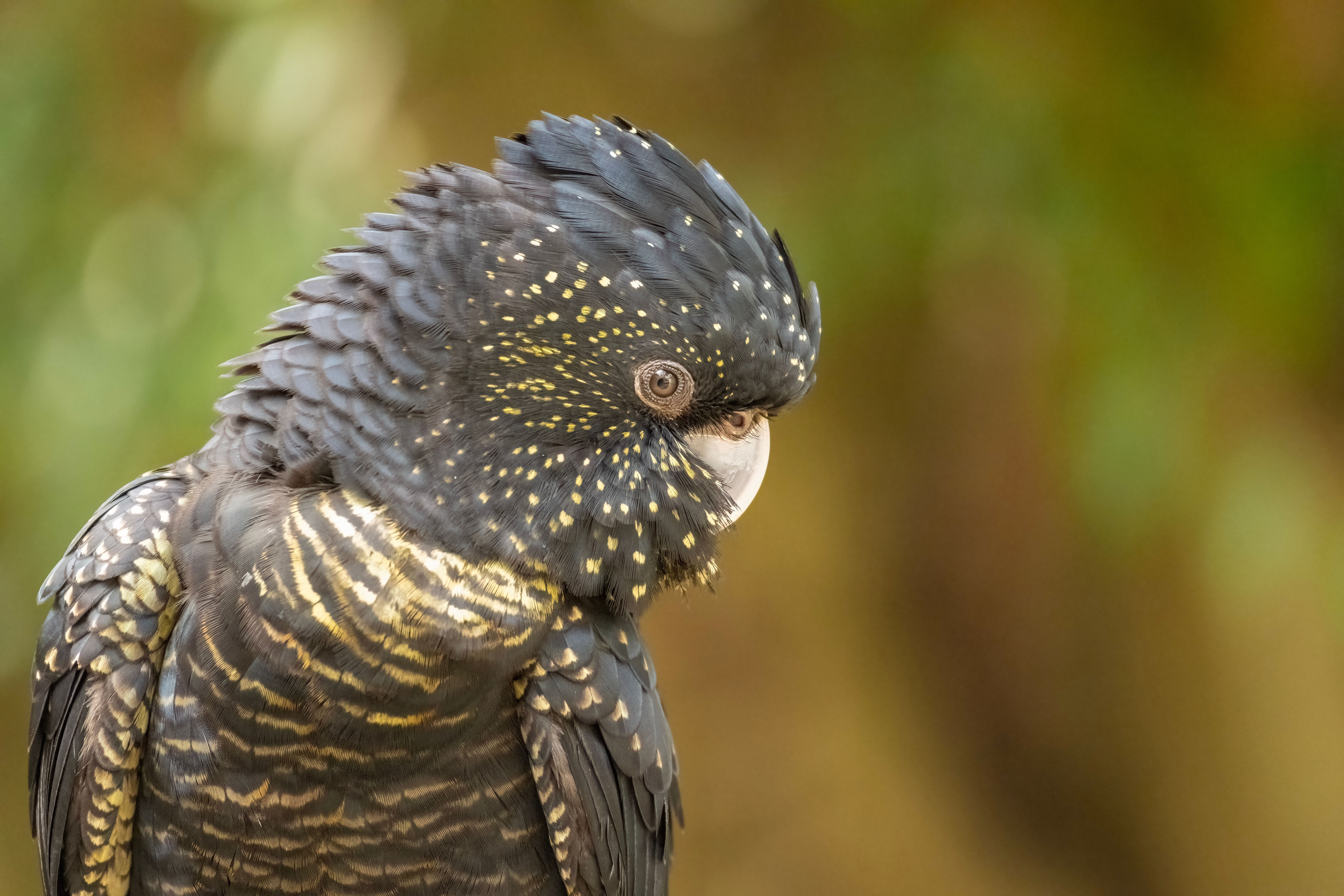 Close-up of a Red-tailed Black Cockatoo · Free Stock Photo