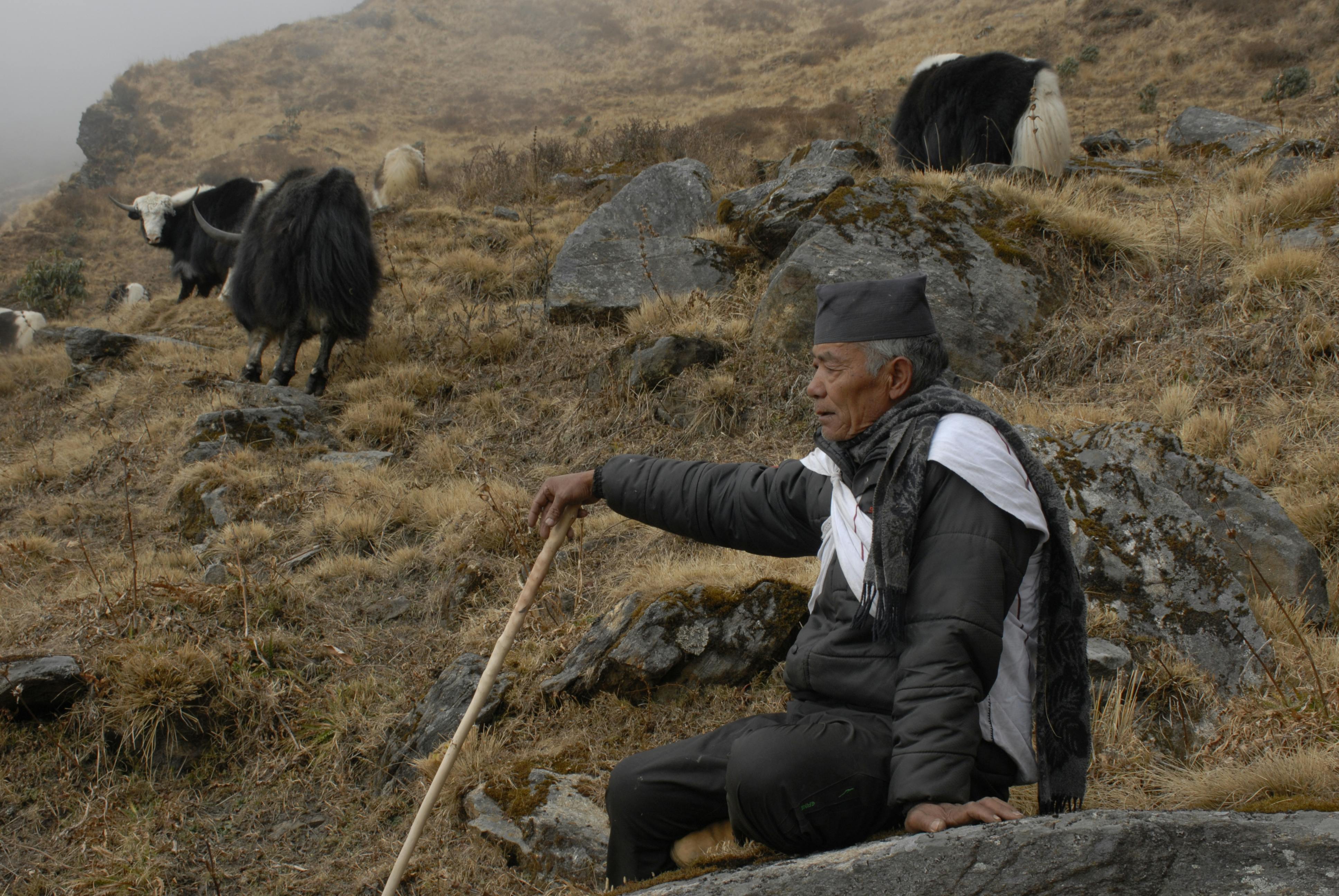 Man Sitting with Livestock on Pasture · Free Stock Photo