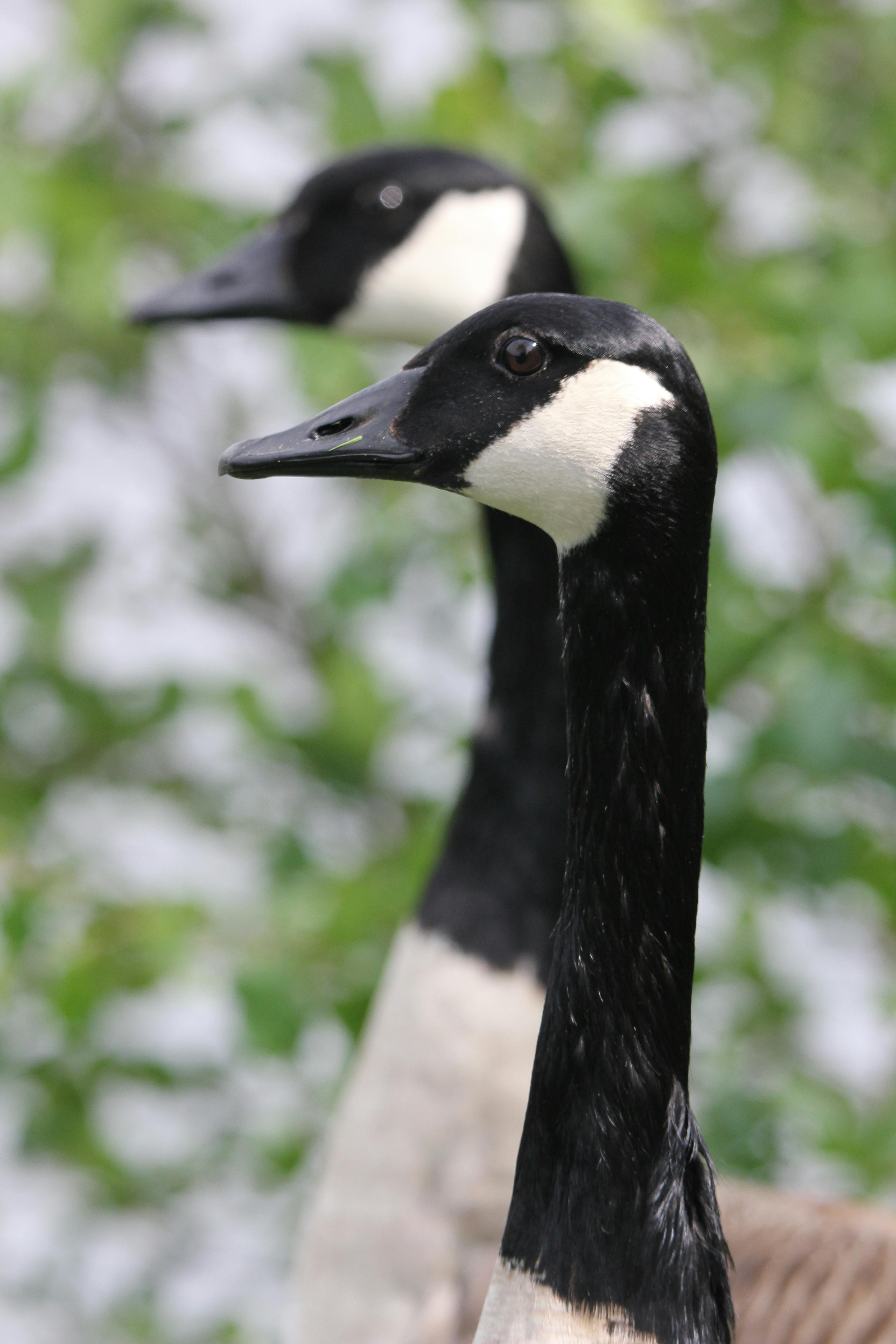 Portrait of Geese · Free Stock Photo