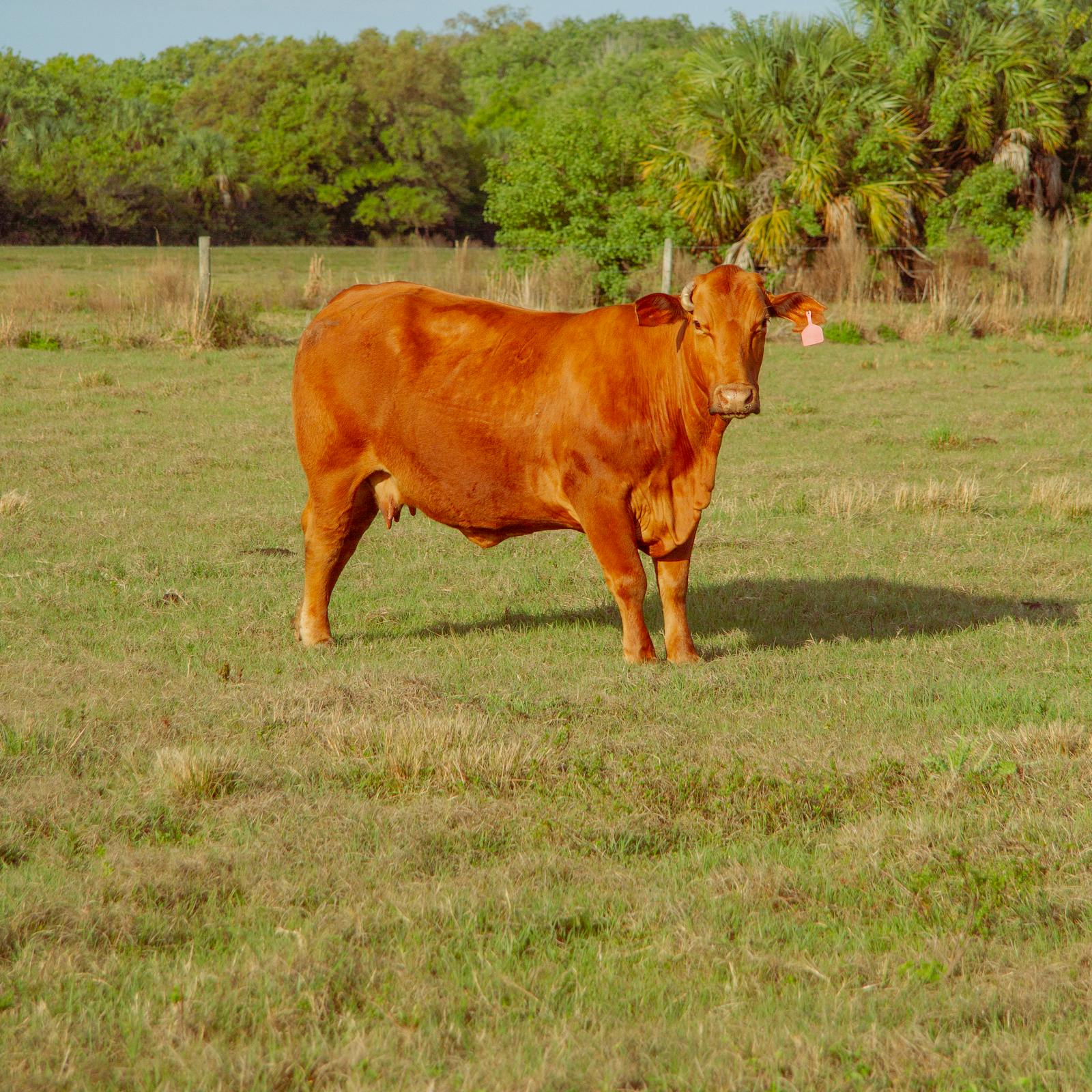 Moo Photos, Download The BEST Free Moo Stock Photos & HD Images