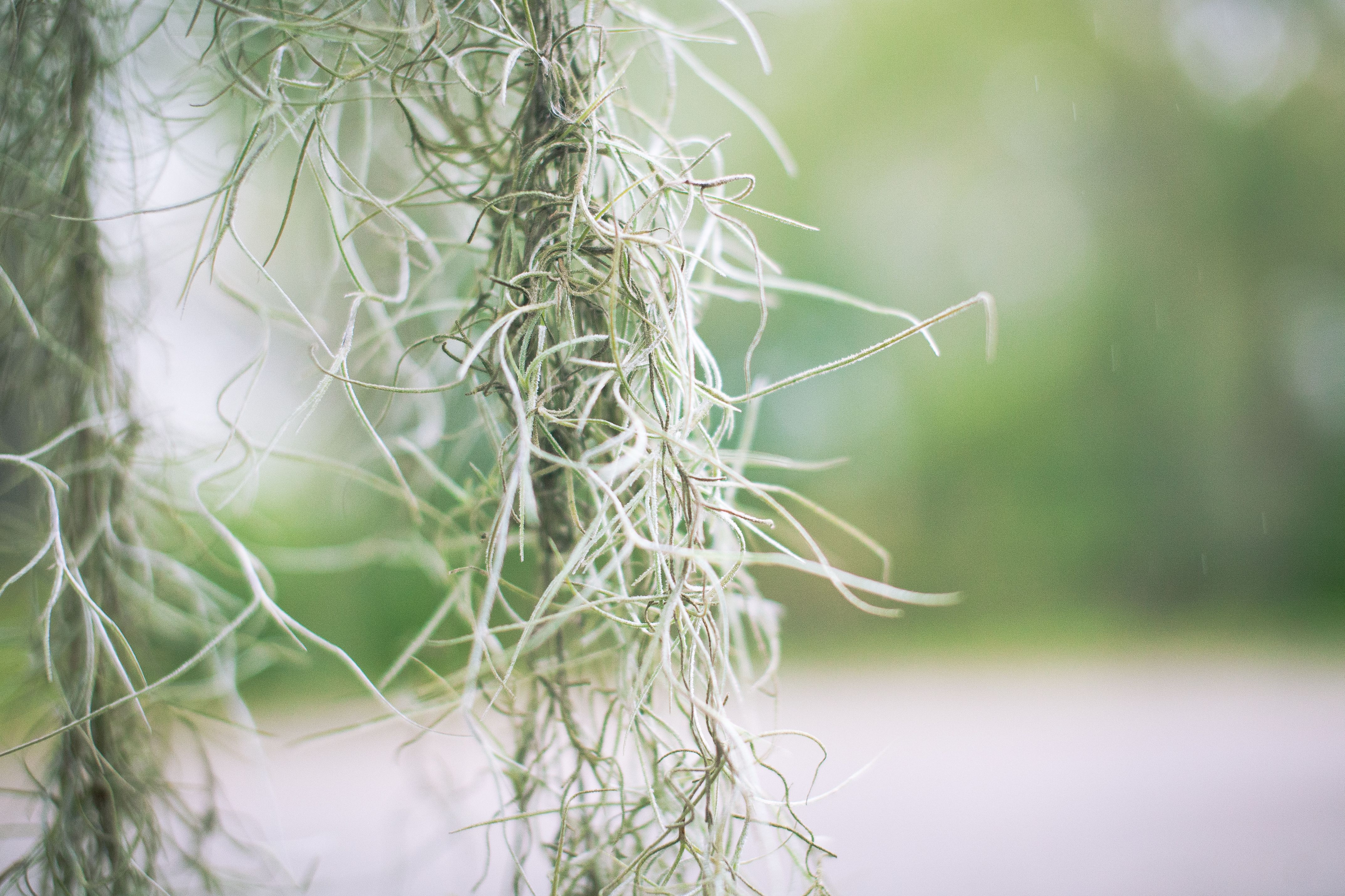 Plants Images Photos, Download The BEST Free Plants Images Stock Photos ...
