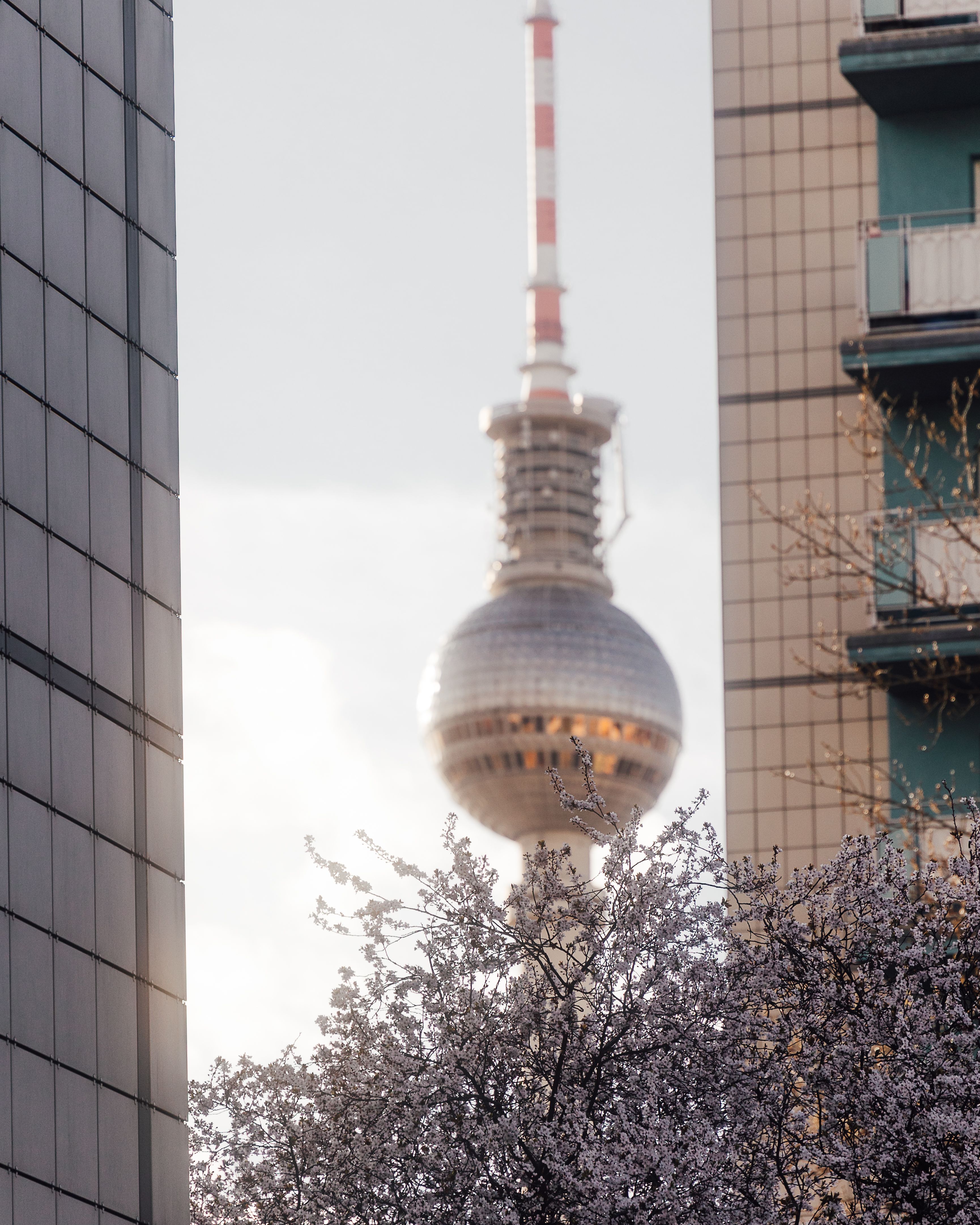 Broadcast Tower behind Cherry Tree and Buildings Walls · Free Stock Photo