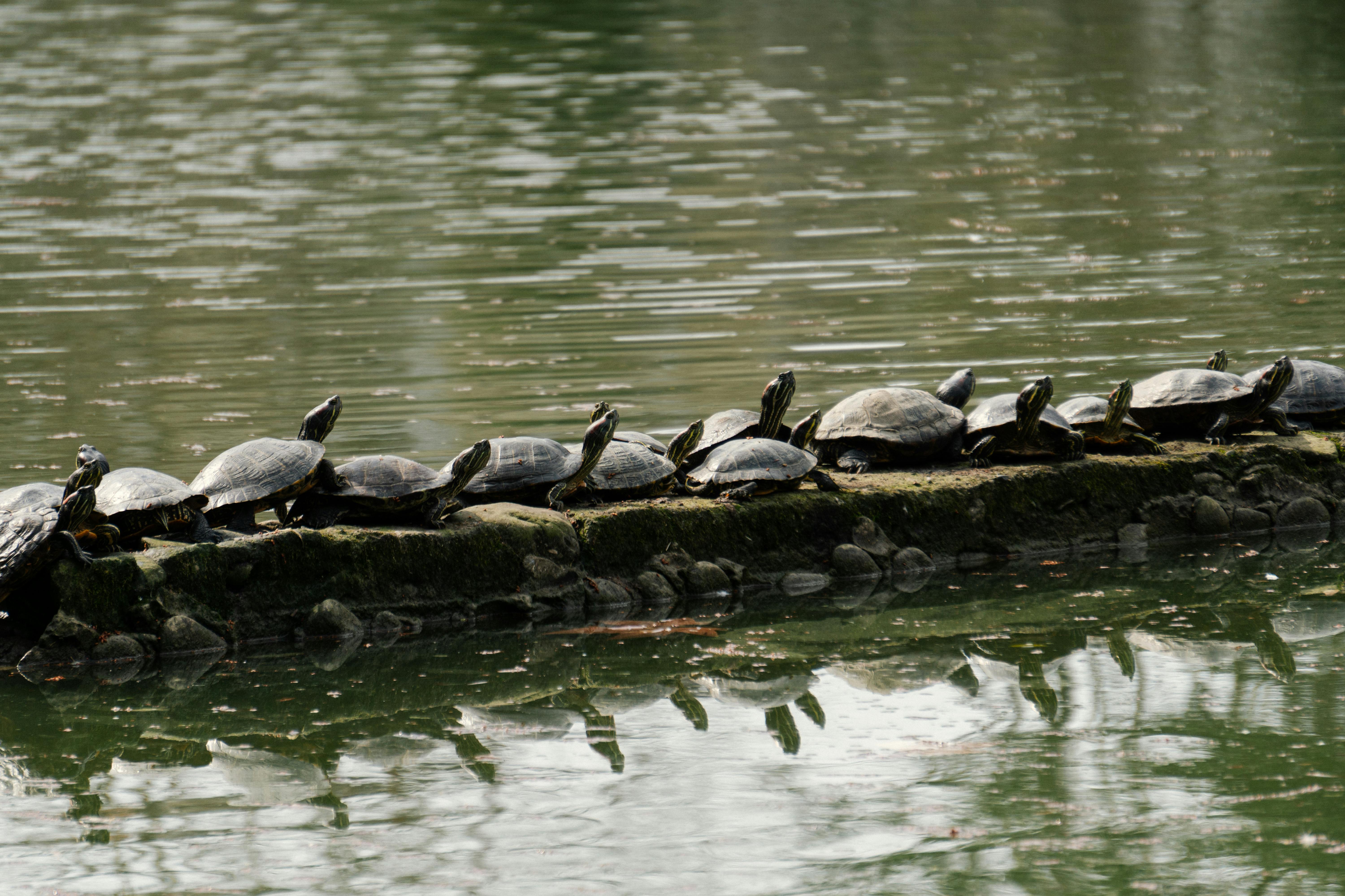 Turtles of North America: Types, Evolution, and Fun Facts