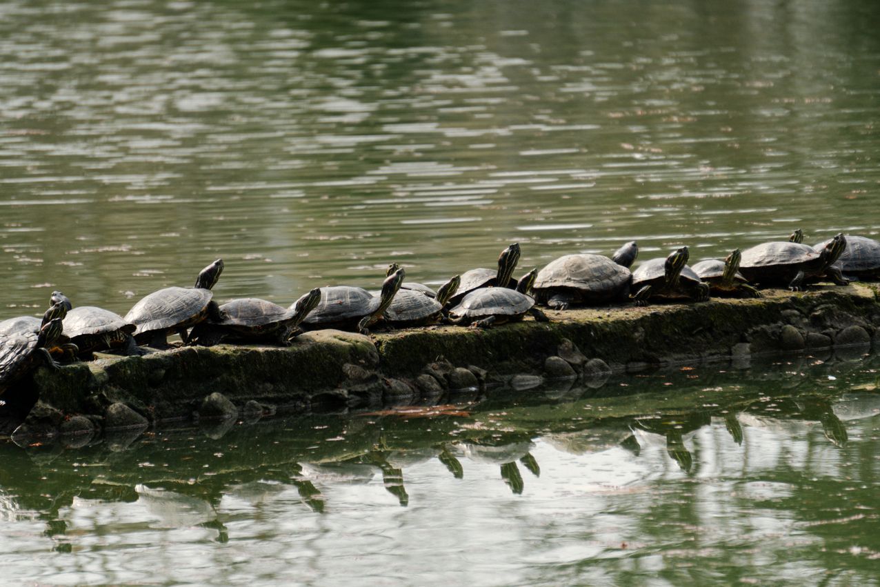 Turtles of North America: Types, Evolution, and Fun Facts