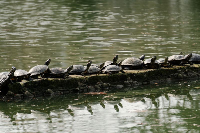 Turtles of North America: Types, Evolution, and Fun Facts