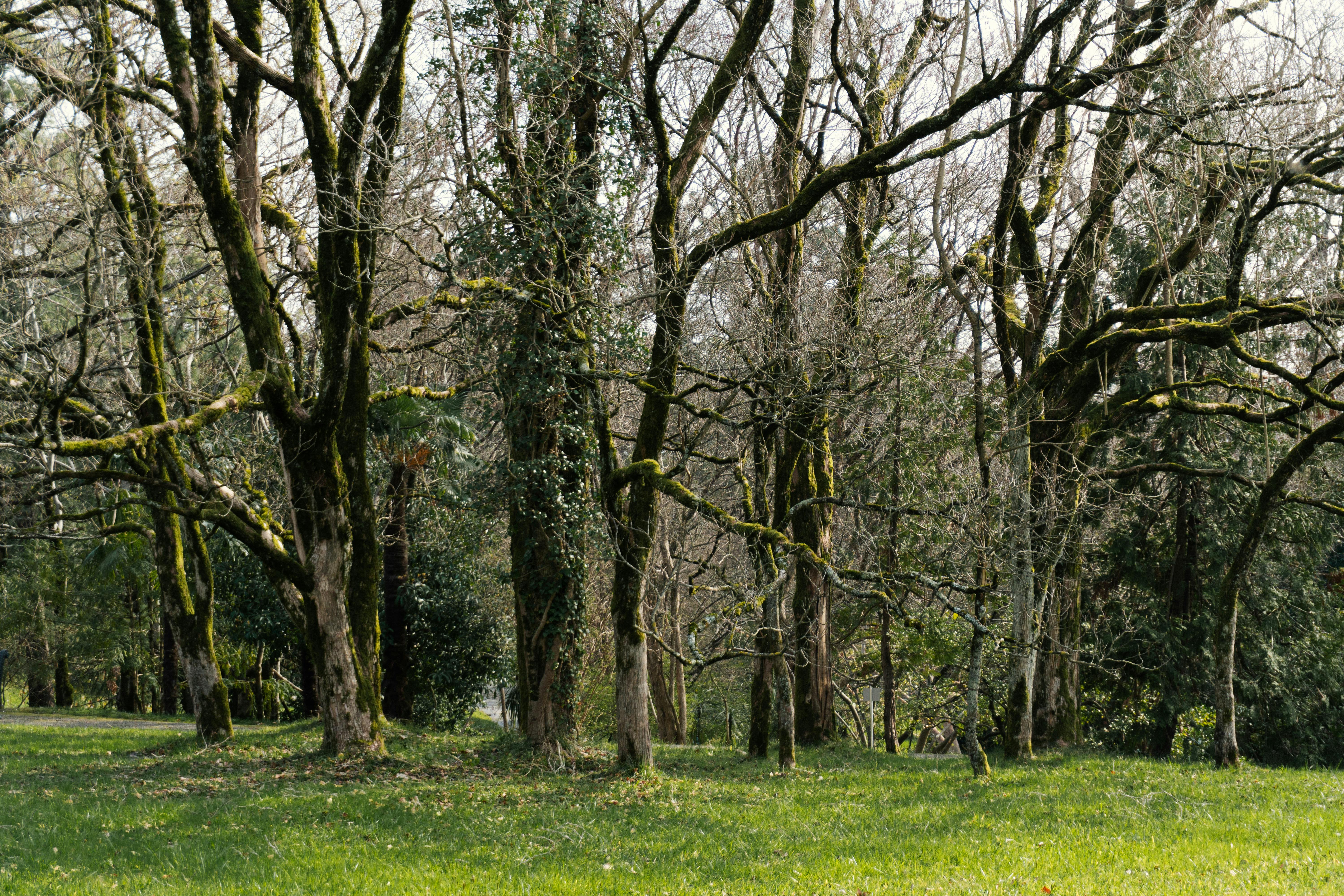 Empty Trees in a Park · Free Stock Photo
