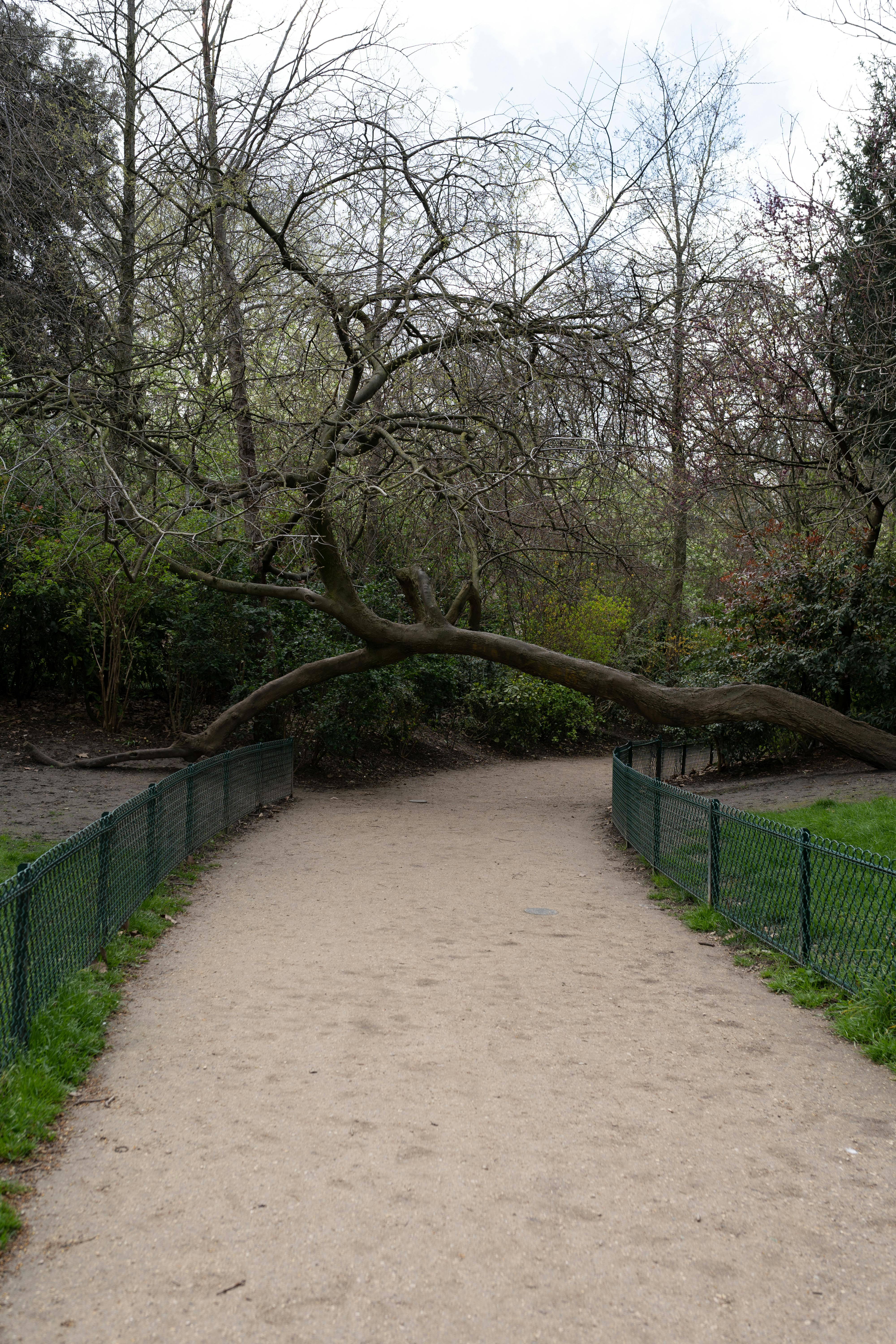 Leafless Tree Trunk Lying over a Park Path · Free Stock Photo
