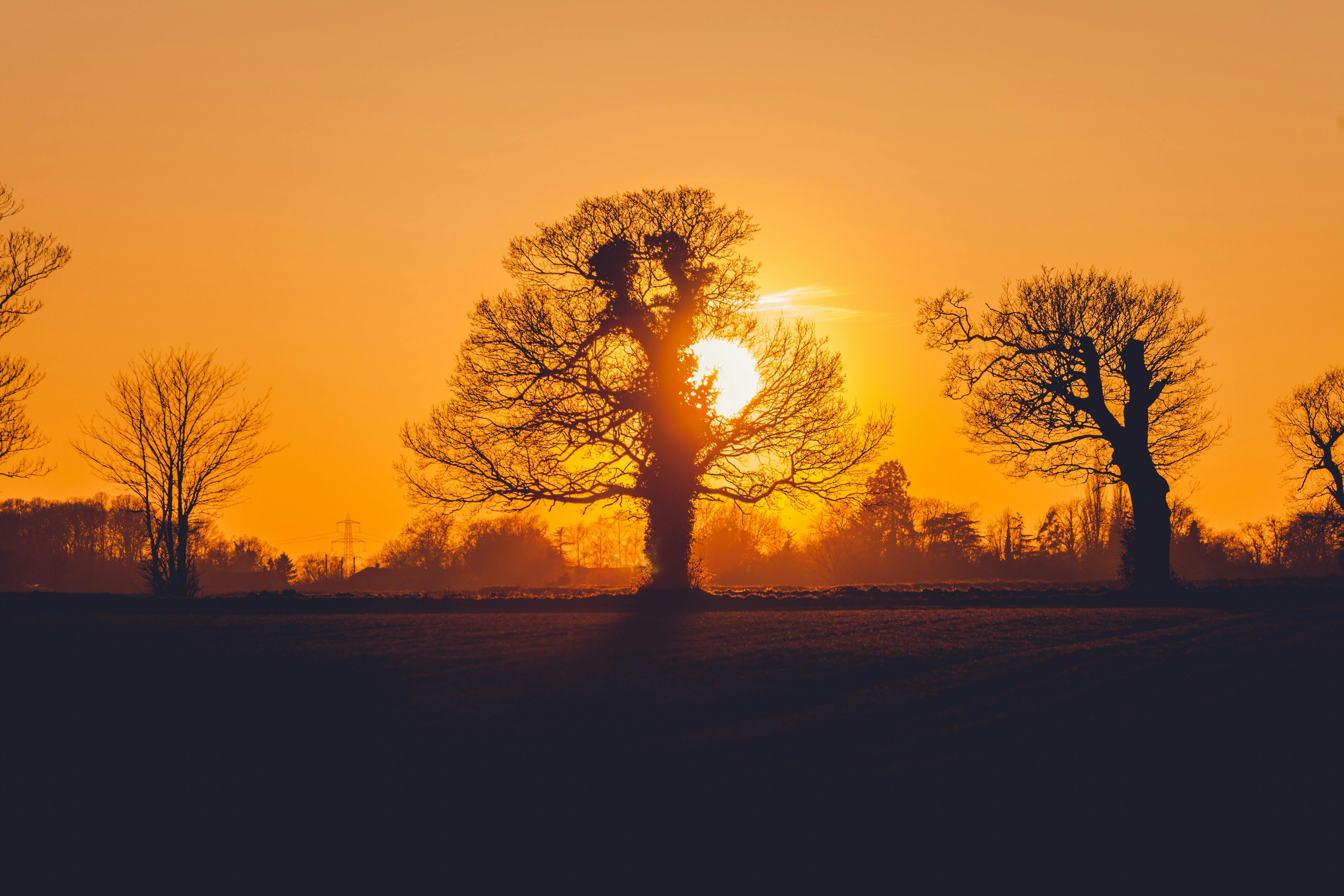 Trees during Sunset · Free Stock Photo