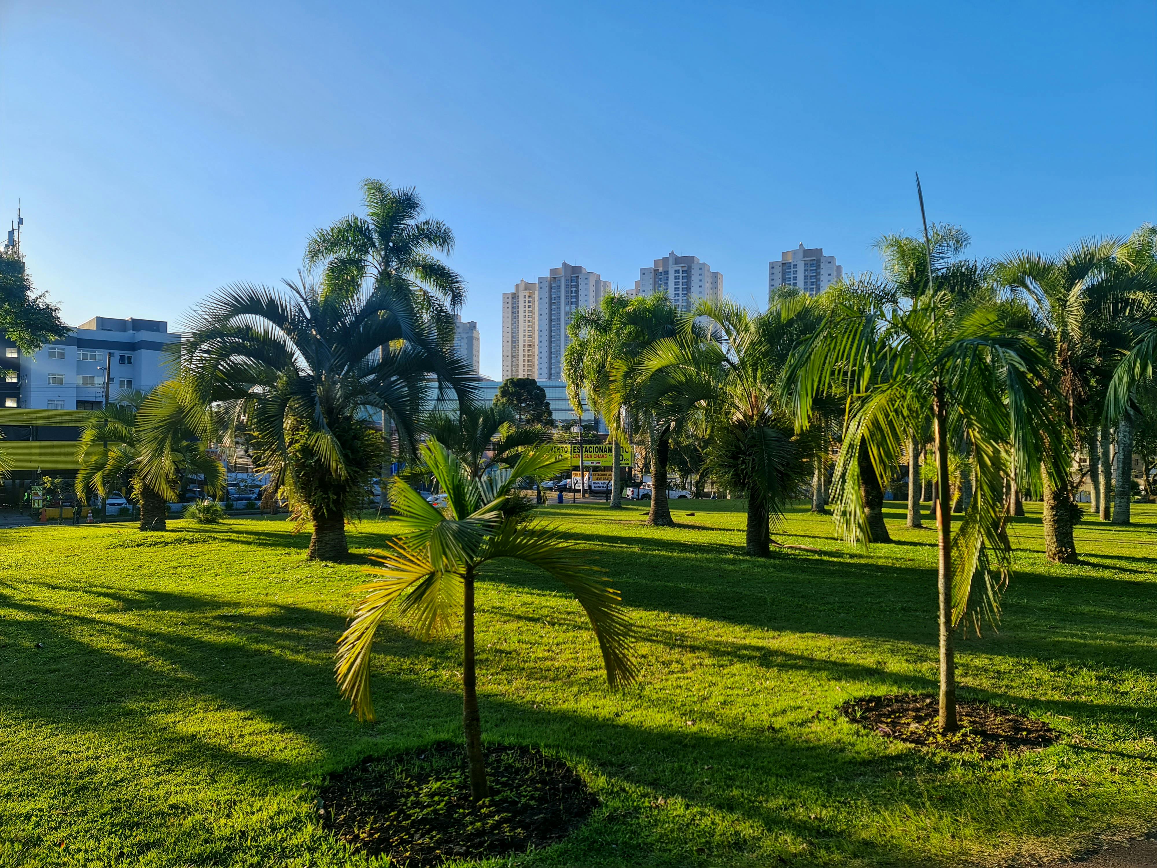 Palm Trees in Park in Curitiba in Brazil · Free Stock Photo
