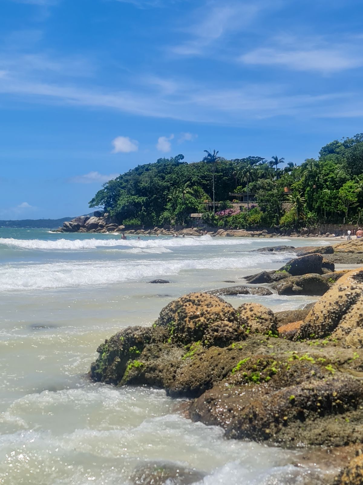 Tropical Nature Photos, Download The BEST Free Tropical Nature Stock ...