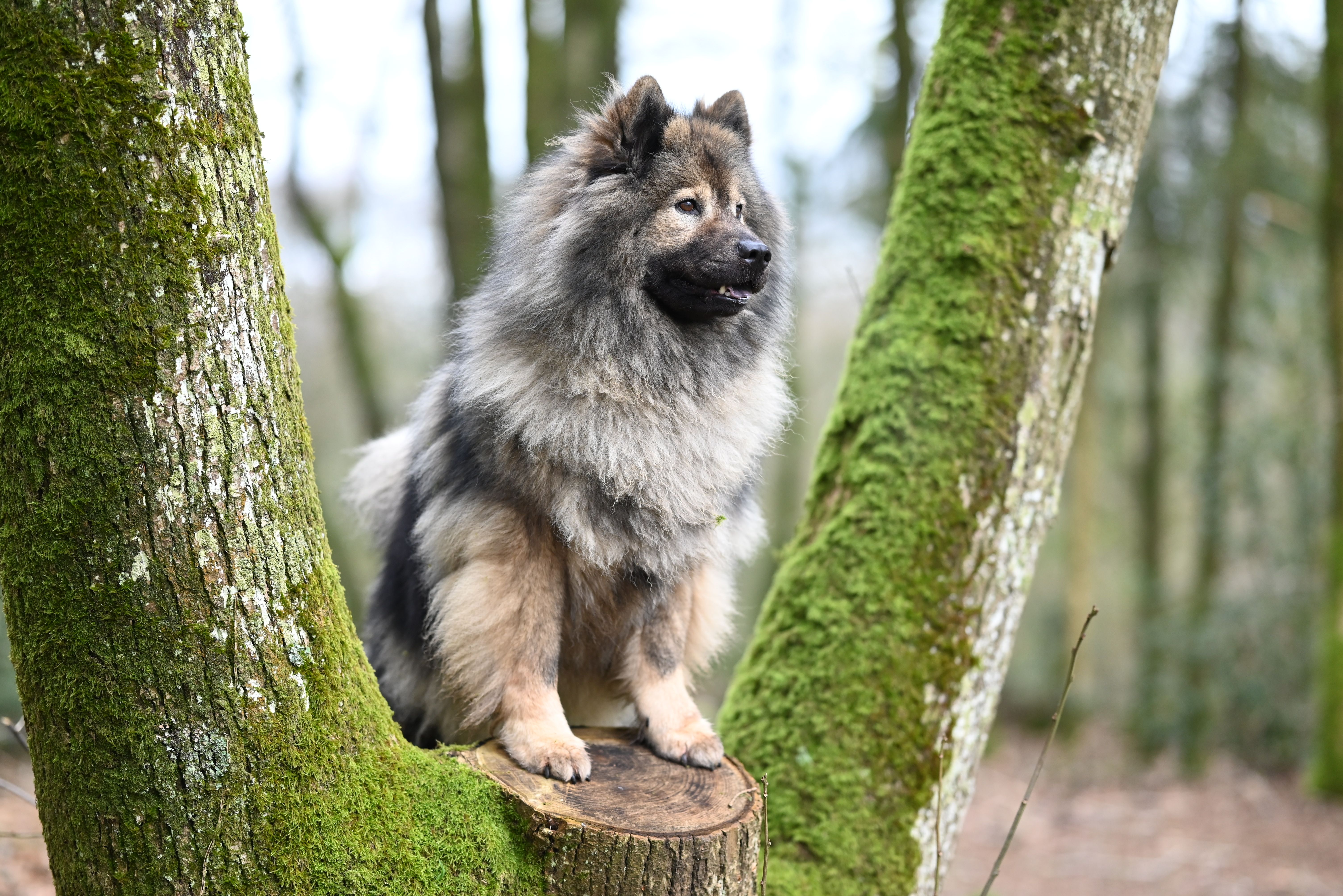 Dutch Barge Dog Photos, Download The BEST Free Dutch Barge Dog Stock ...