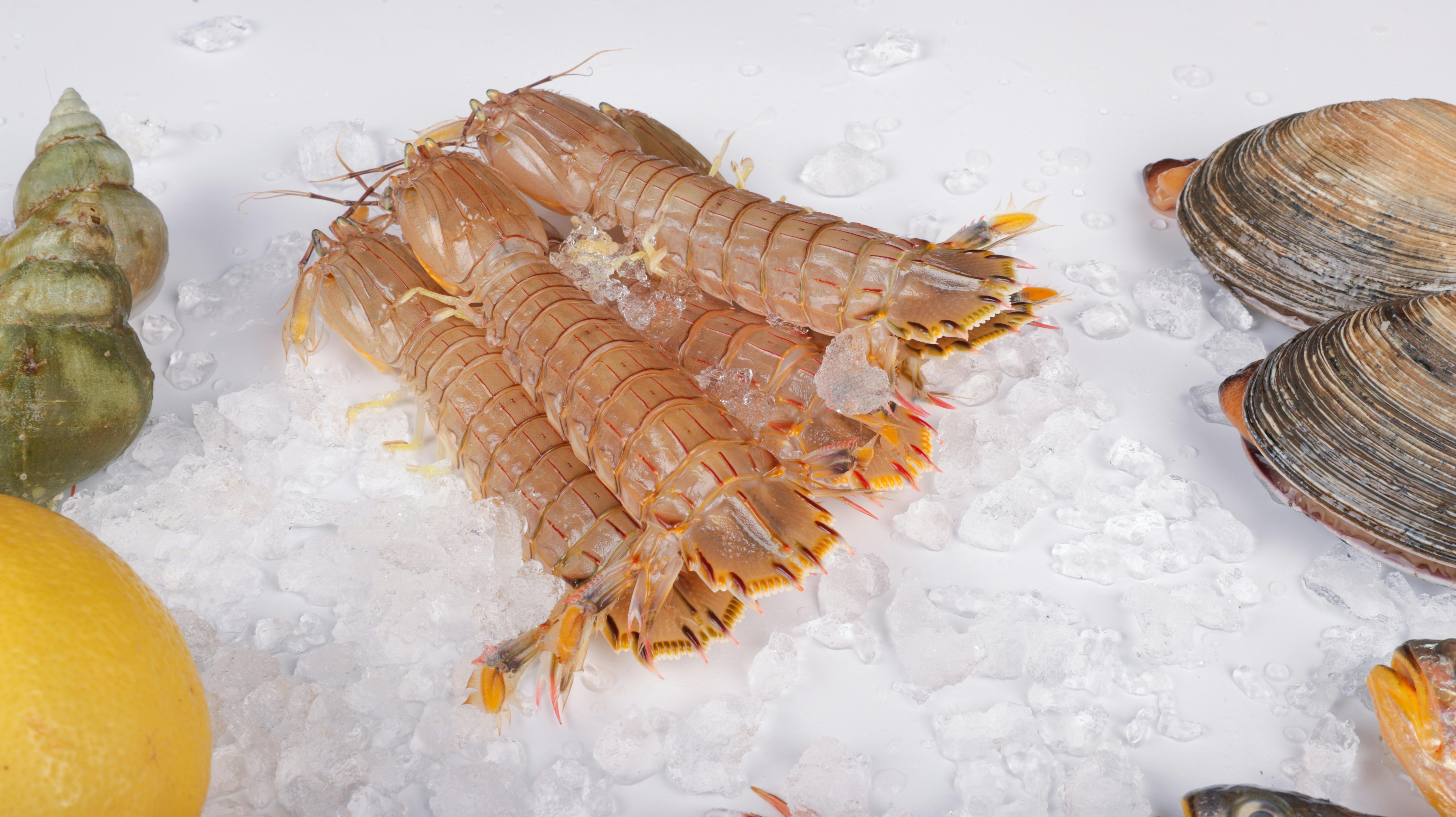 Seafood in Ice · Free Stock Photo