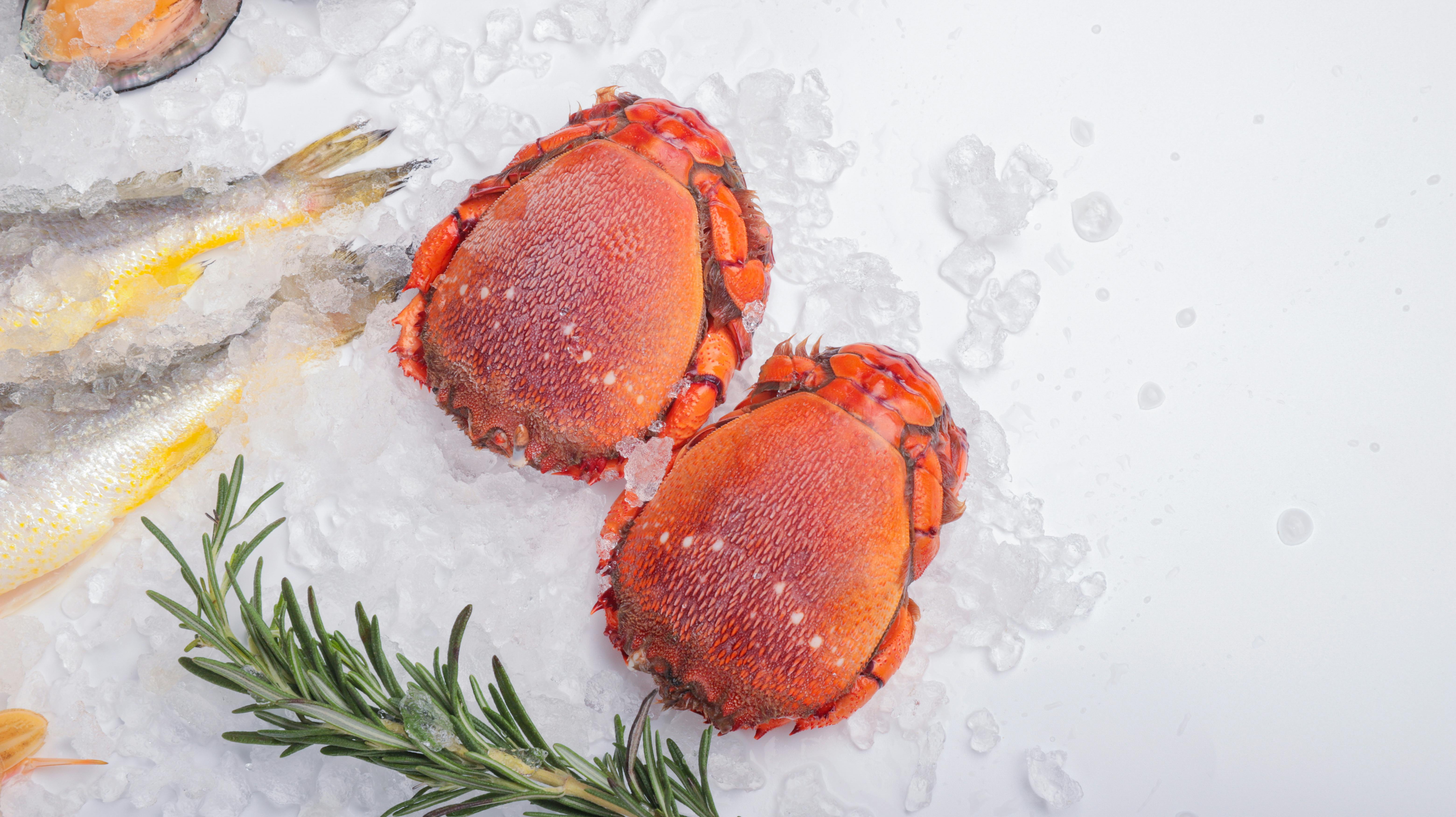 Fish And Shellfish Photos, Download The BEST Free Fish And Shellfish ...