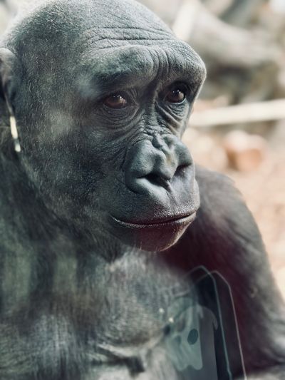 Chimpanzee Face Photos, Download The BEST Free Chimpanzee Face Stock ...