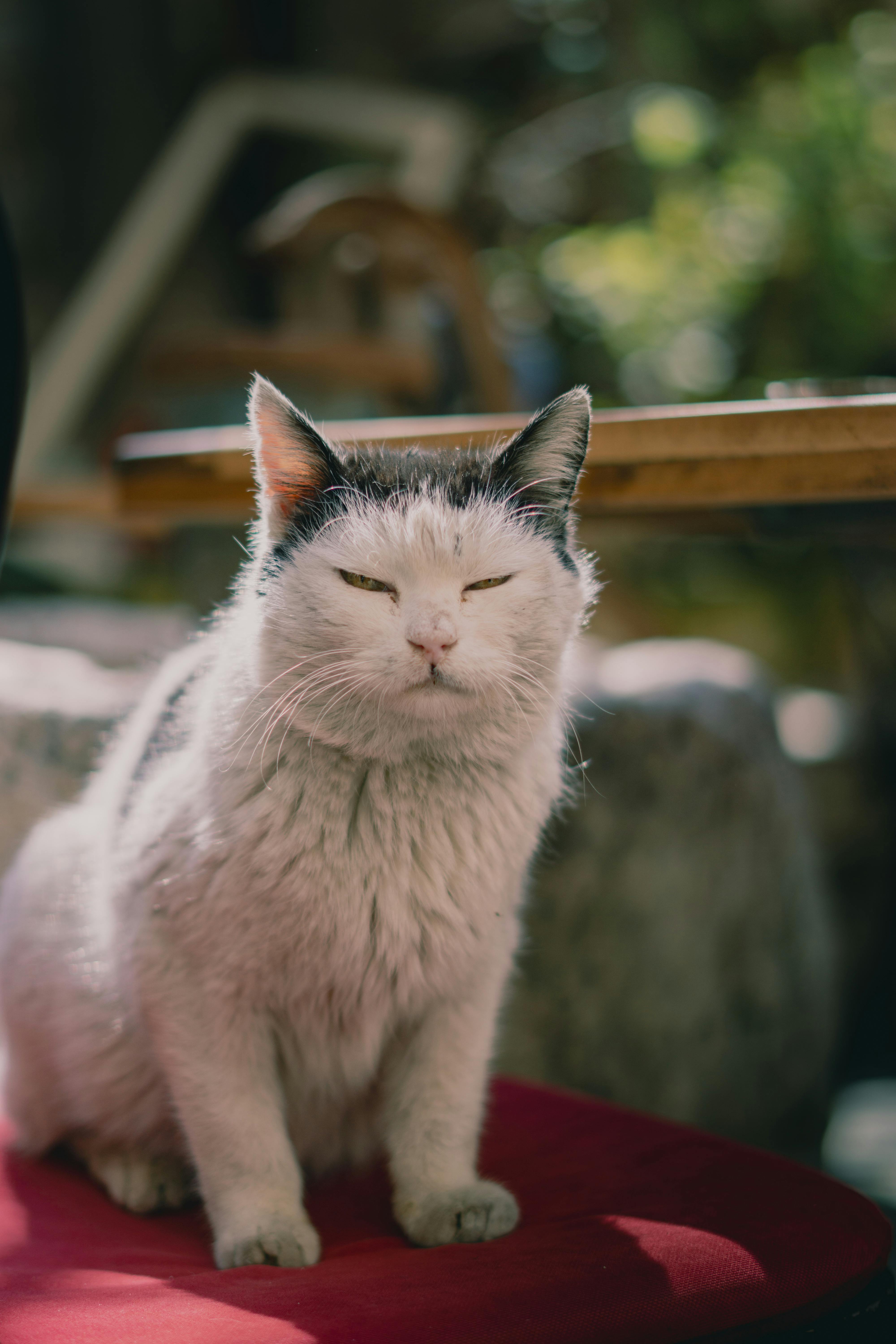 White Ferarri Photos, Download The BEST Free White Ferarri Stock Photos ...