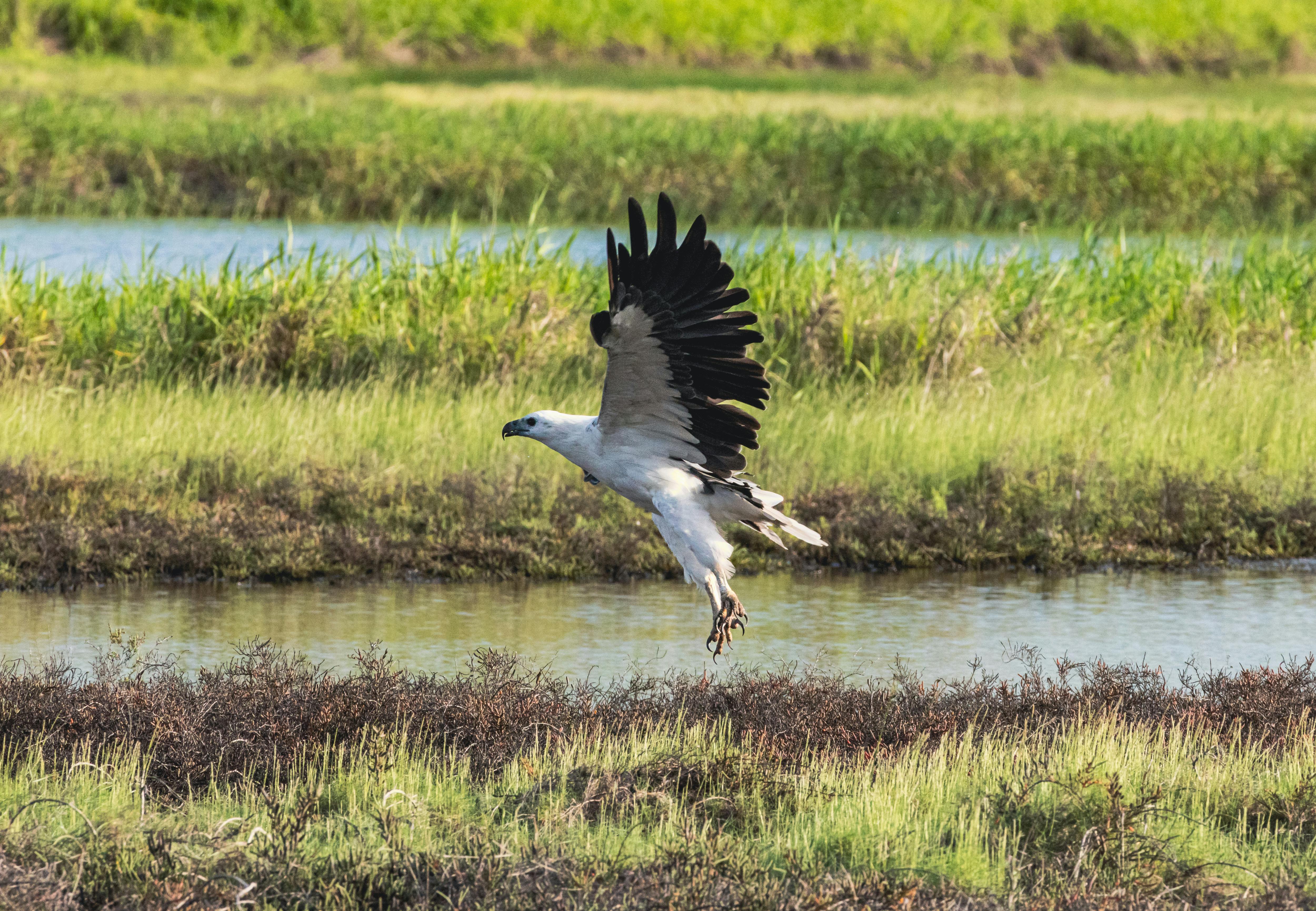 White-bellied Sea Eagle Flying over Swamp · Free Stock Photo