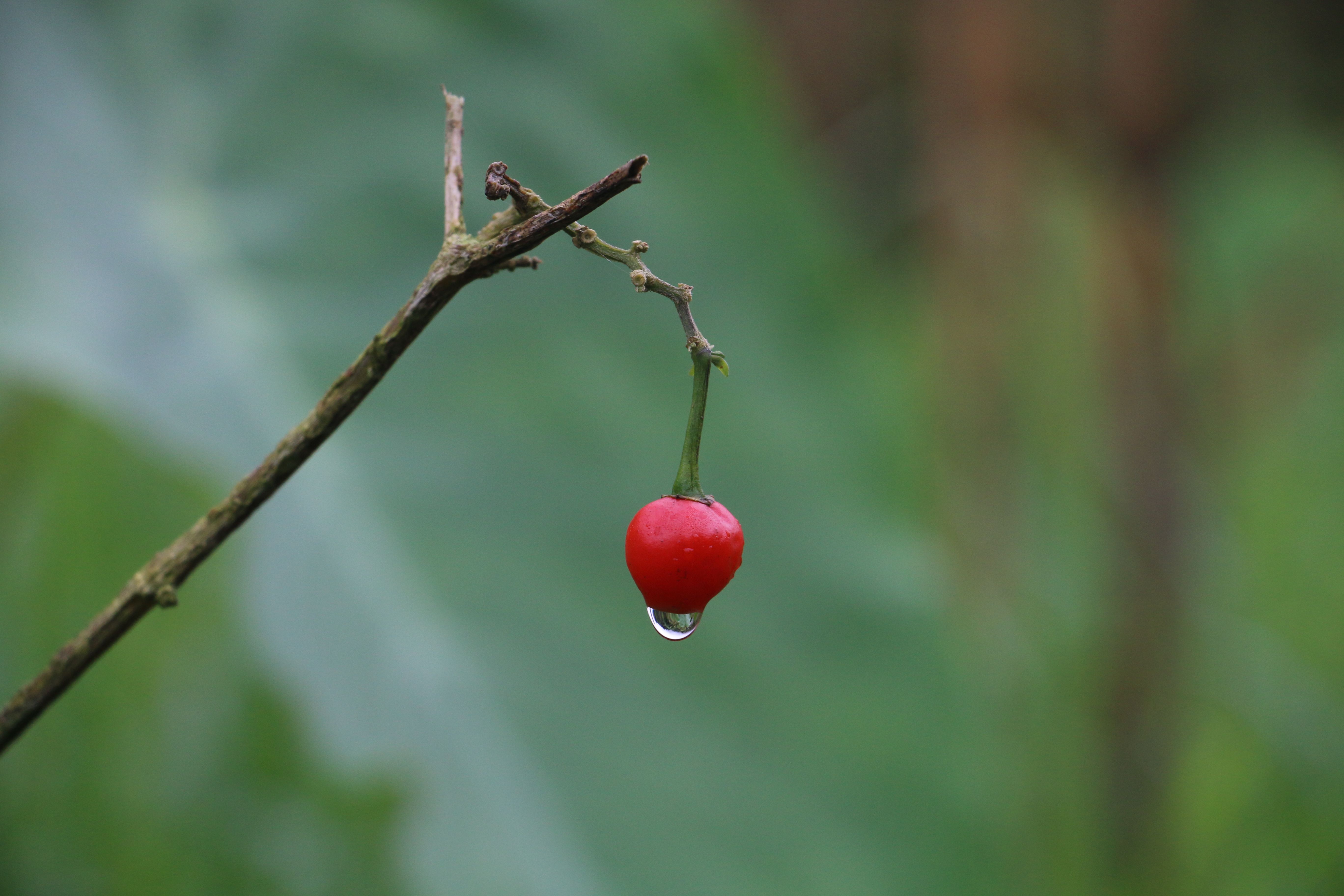 Husk Cherry Photos, Download The BEST Free Husk Cherry Stock Photos ...