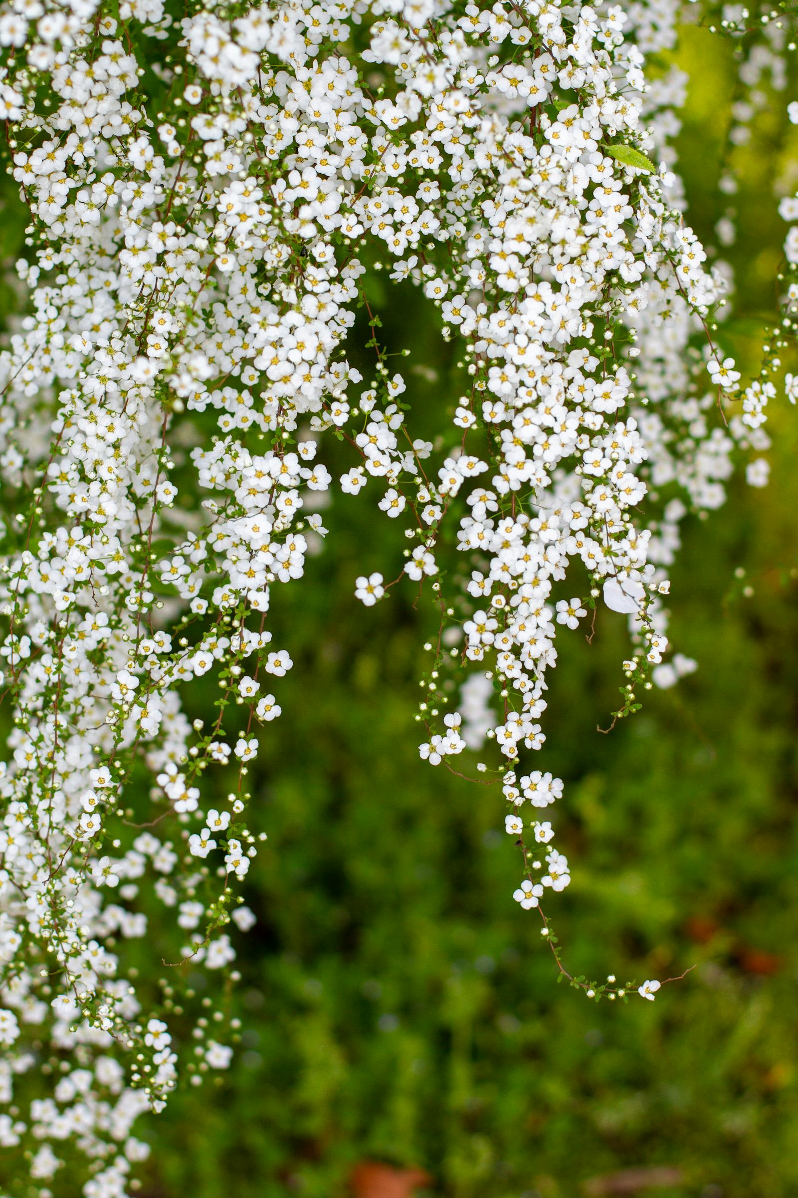 Nature Spring Photos, Download The BEST Free Nature Spring Stock Photos ...